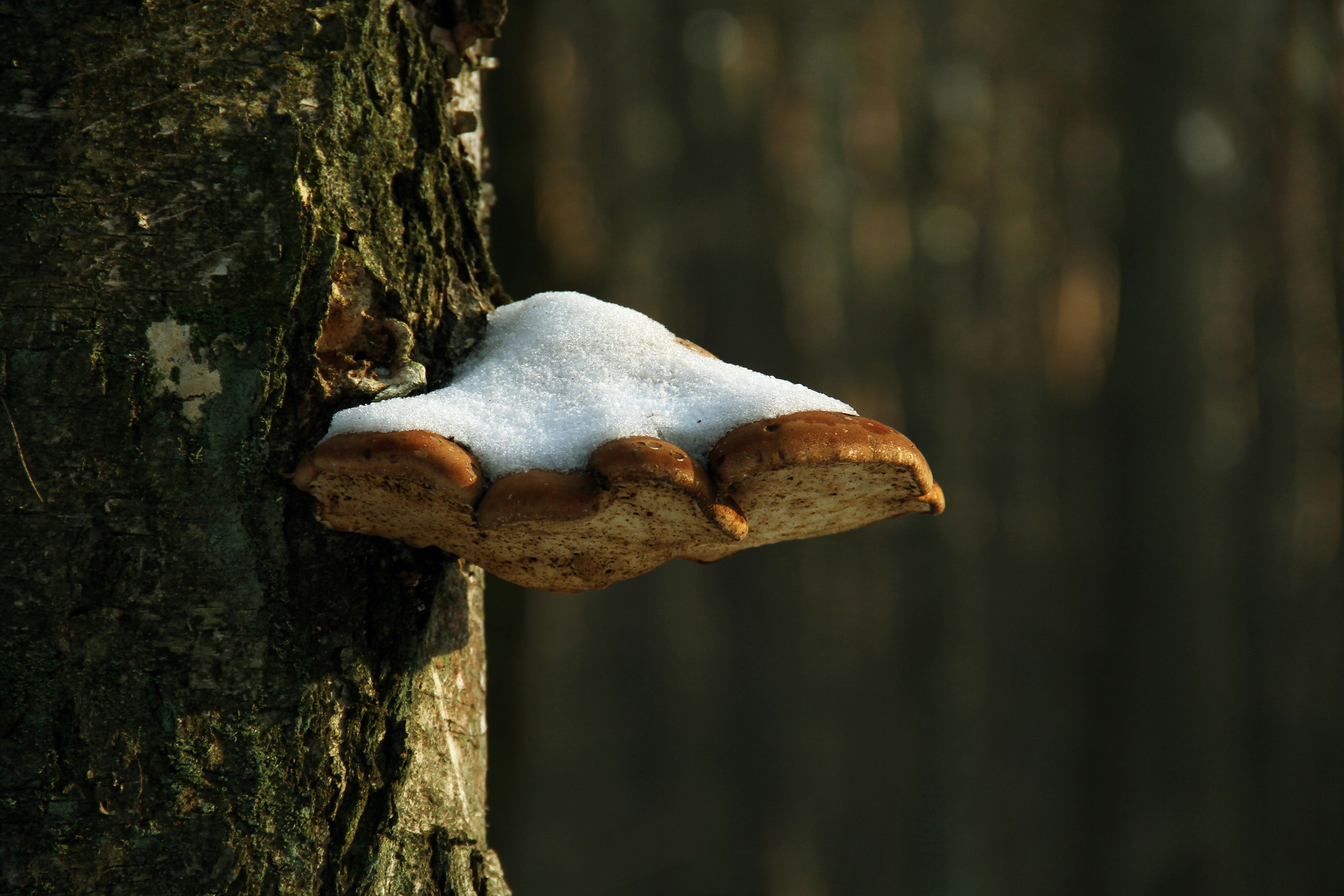 Snow-Dusted Shelf Fungus Clinging to a Mossy Forest Trunk