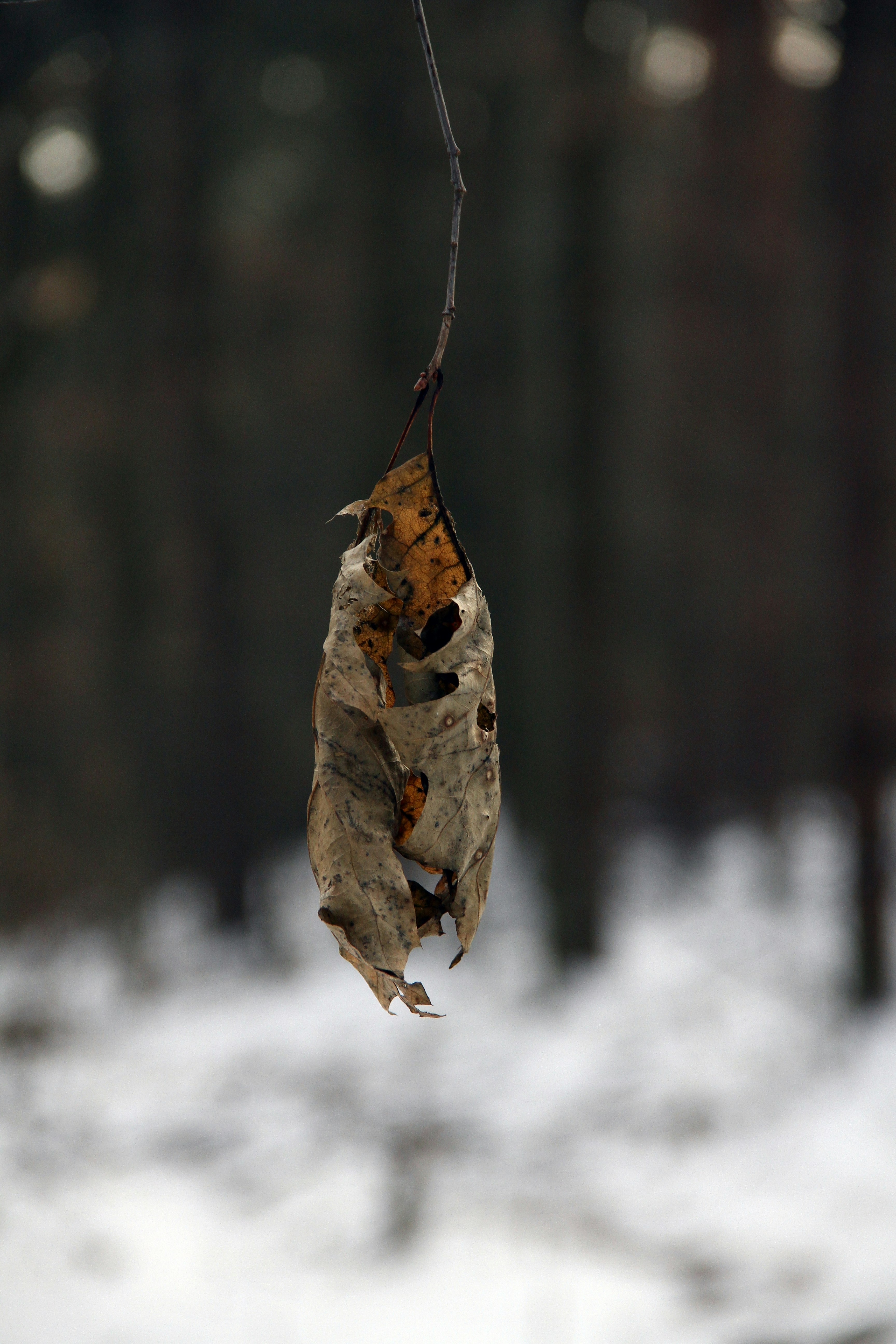 Withered Leaf Adrift on a Winter Thread