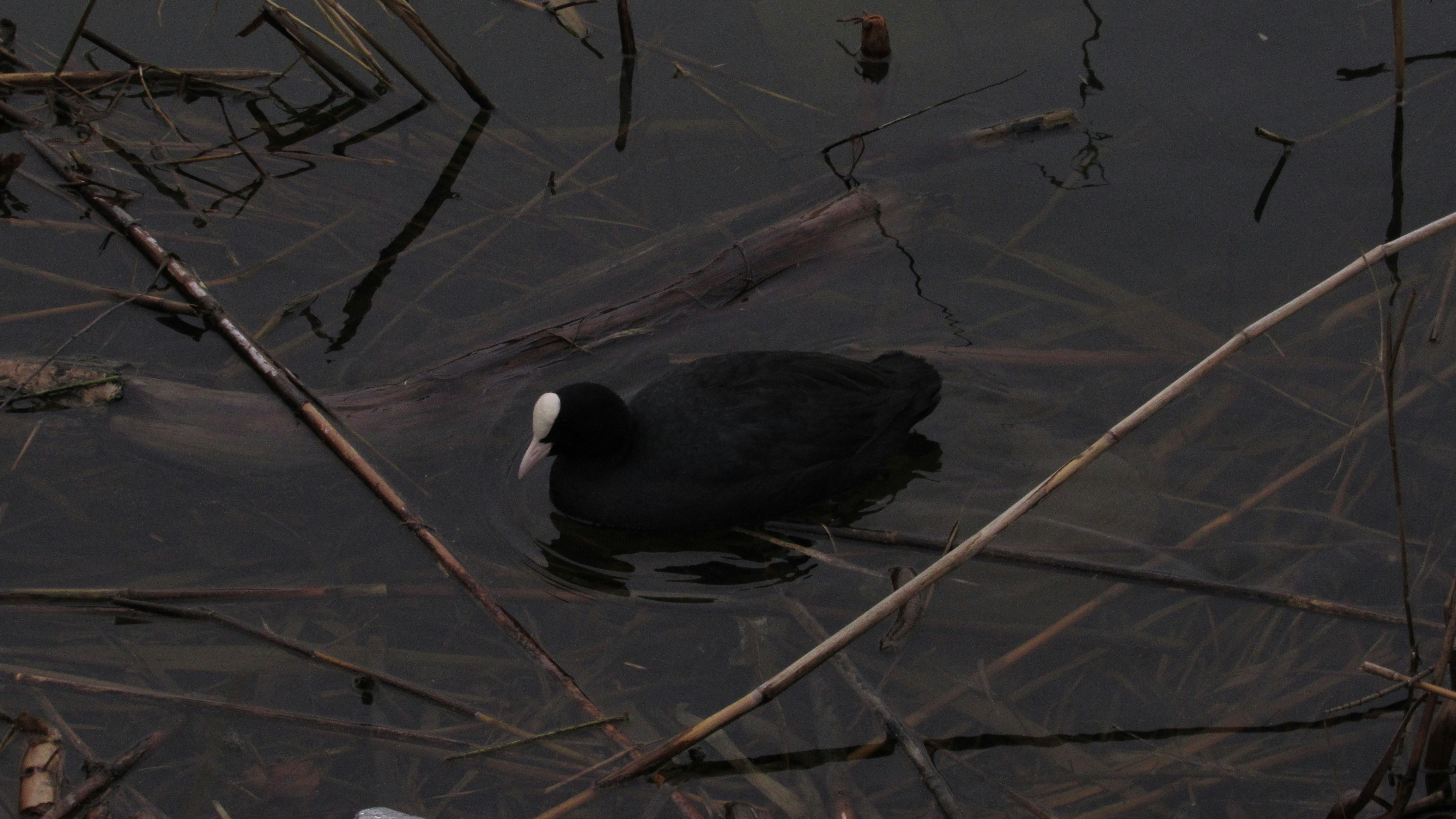 Midtone Marsh: A Black Coot with a White Beak Amid Tangled Reeds
