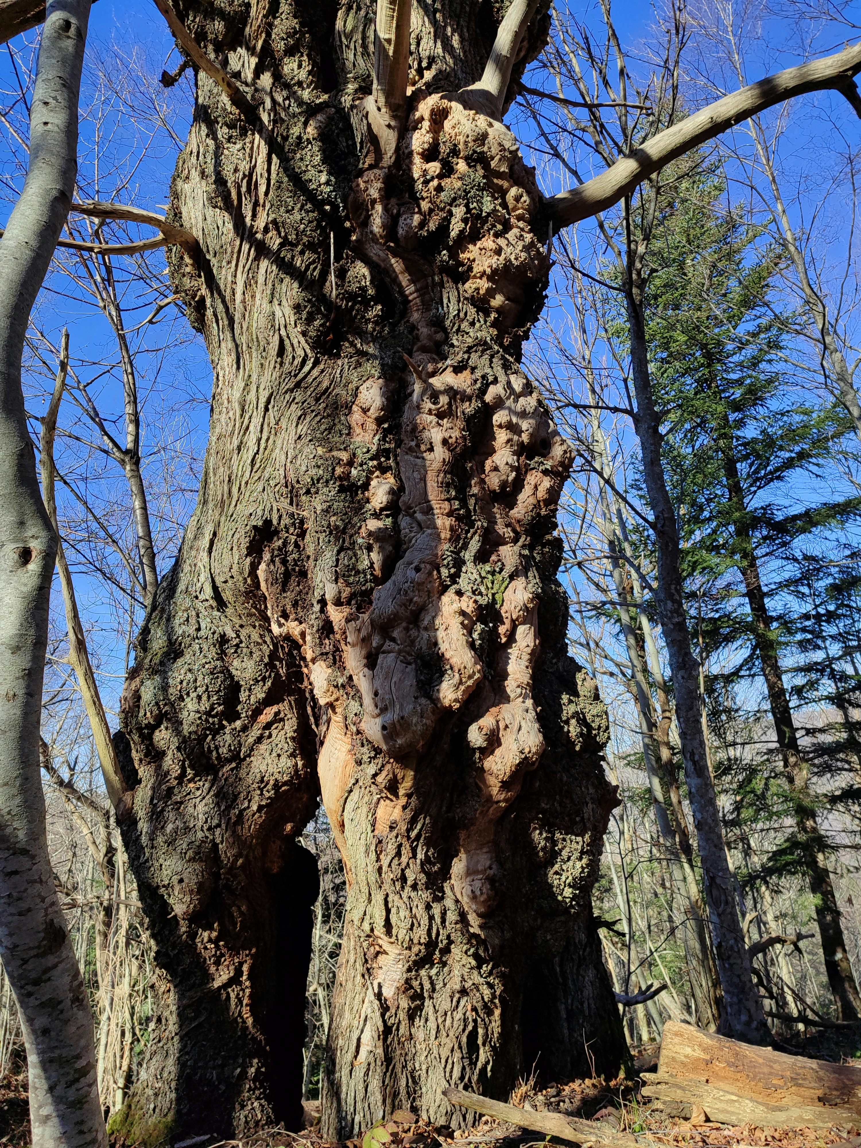 Gnarled Sentinel: A Sunlit Trunk Carved by Time