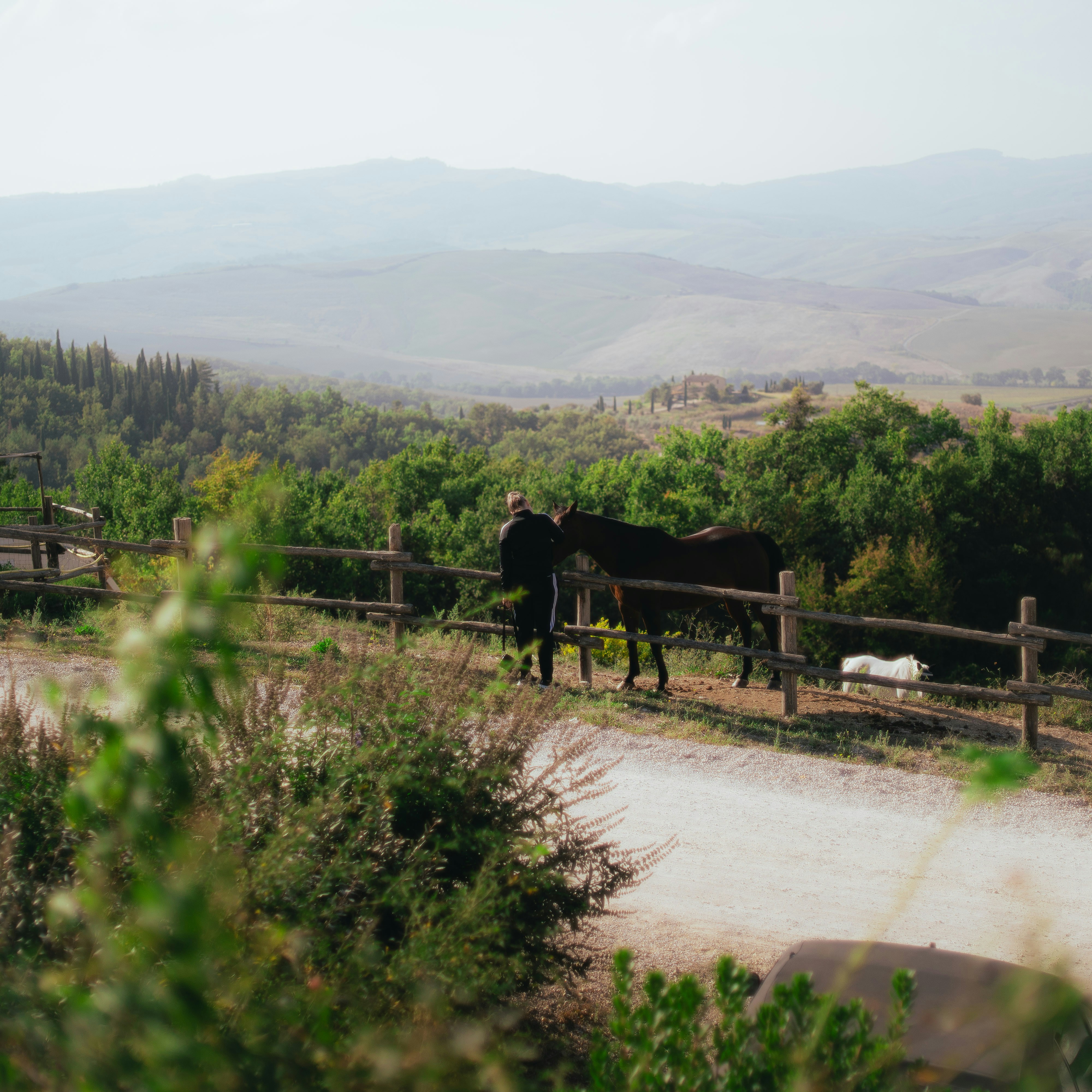 Valley Fence Rendezvous: A Quiet Moment with Horses Under Open Skies