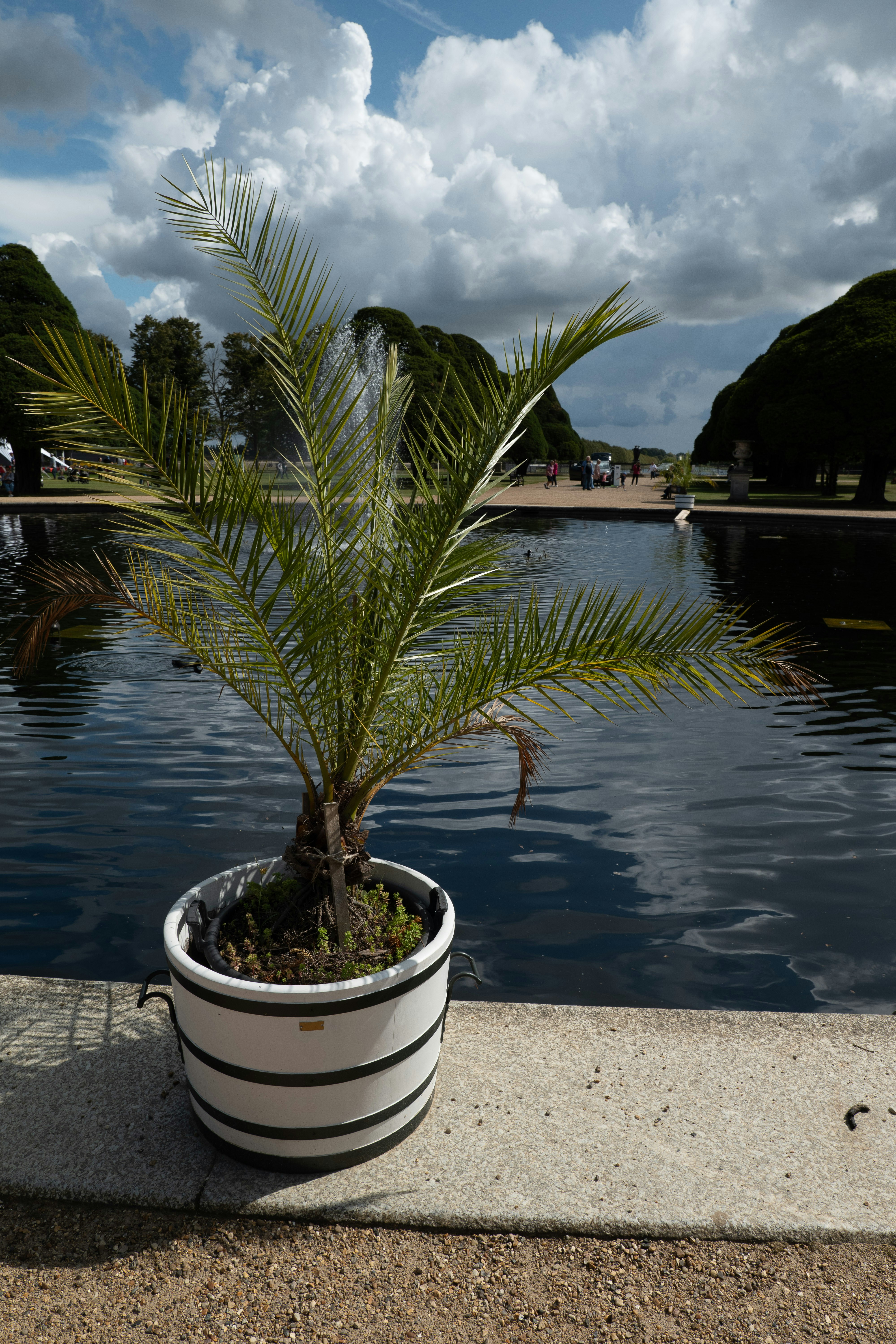 Palm in a Striped Pot by a Quiet Park Pool