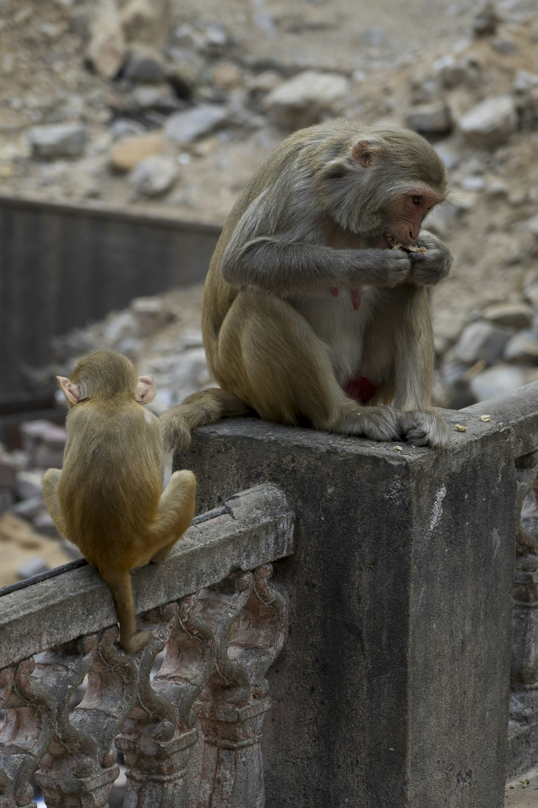 Grooming on the Edge: two long-tailed macaques on a weathered railing