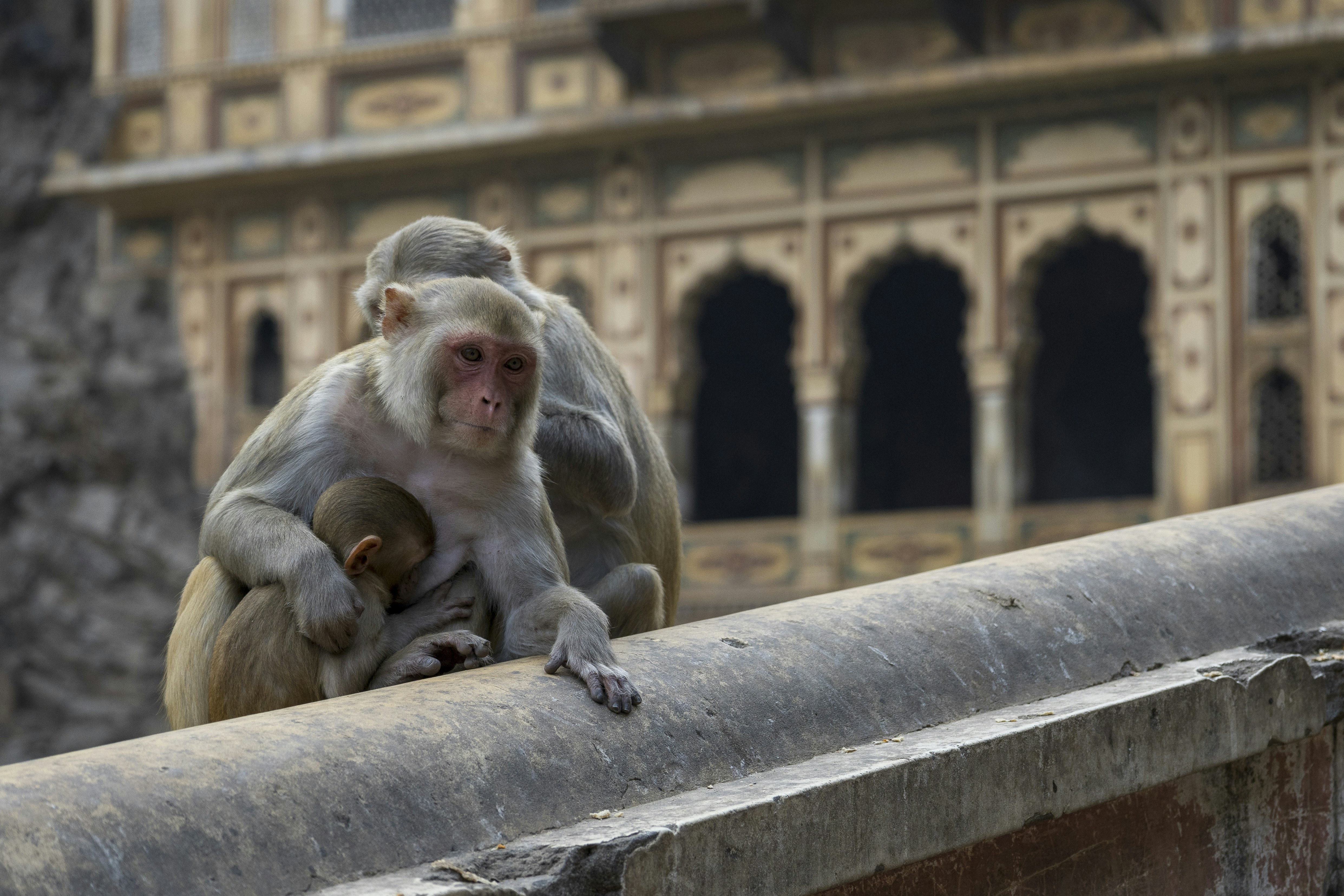 A monkey sitting on top of a stone wall photo – Free India Image on ...