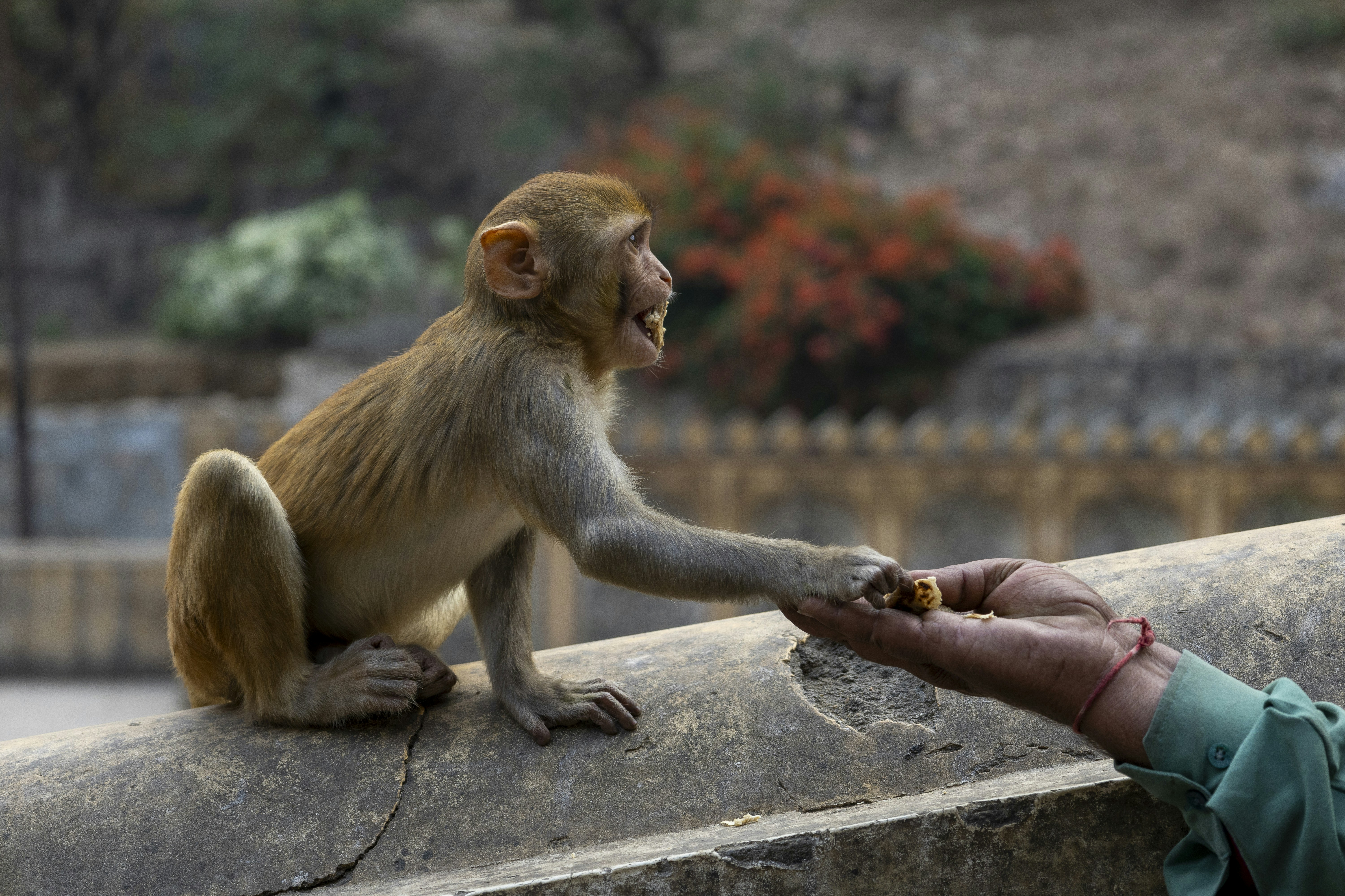 A monkey sitting on a ledge reaching out to a person's hand photo ...