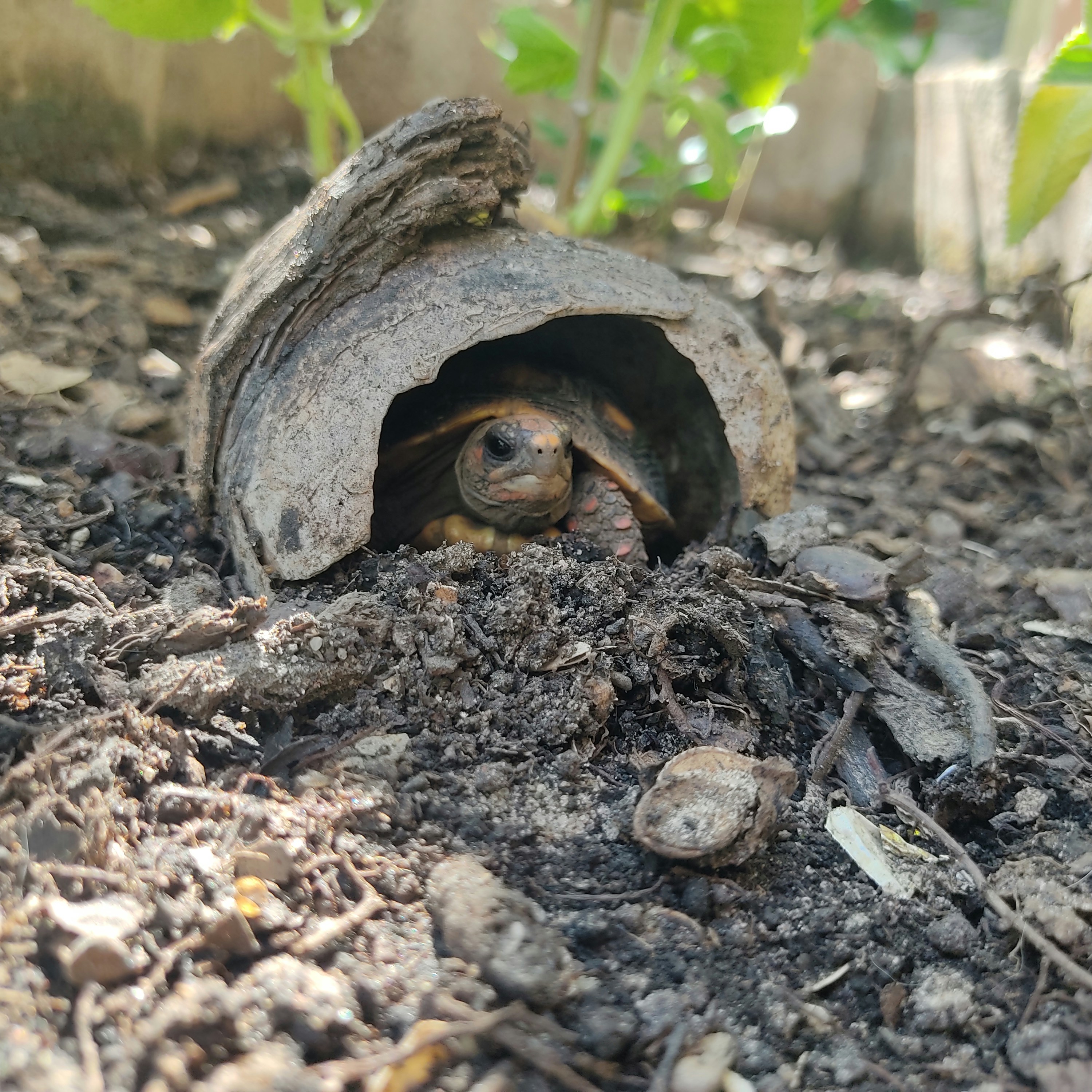 Morning Ambush: Tiny Turtle Emerging from a Soil Tunnel