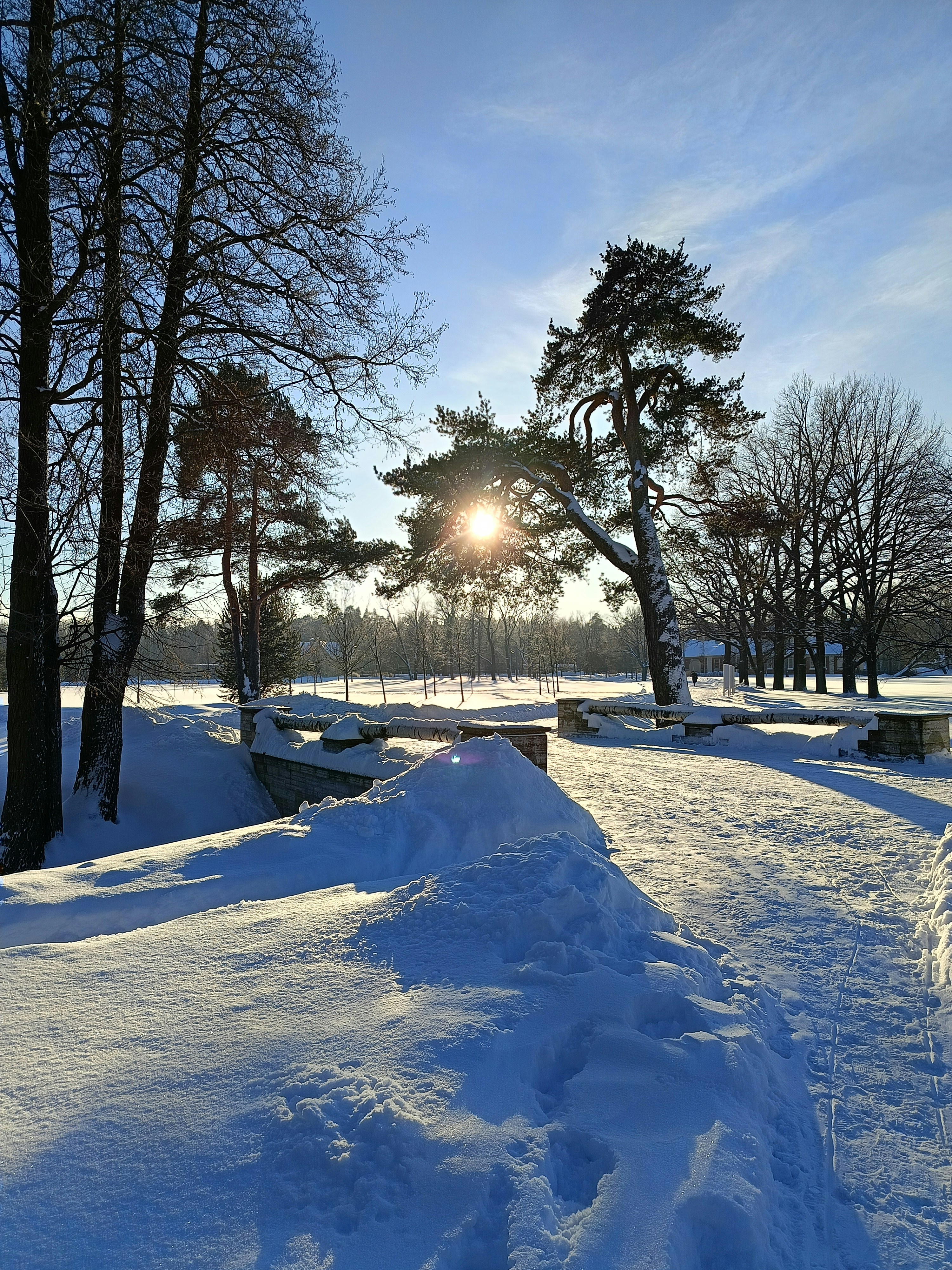Sunlit Willow Over Snow: A Winter Park Awakening