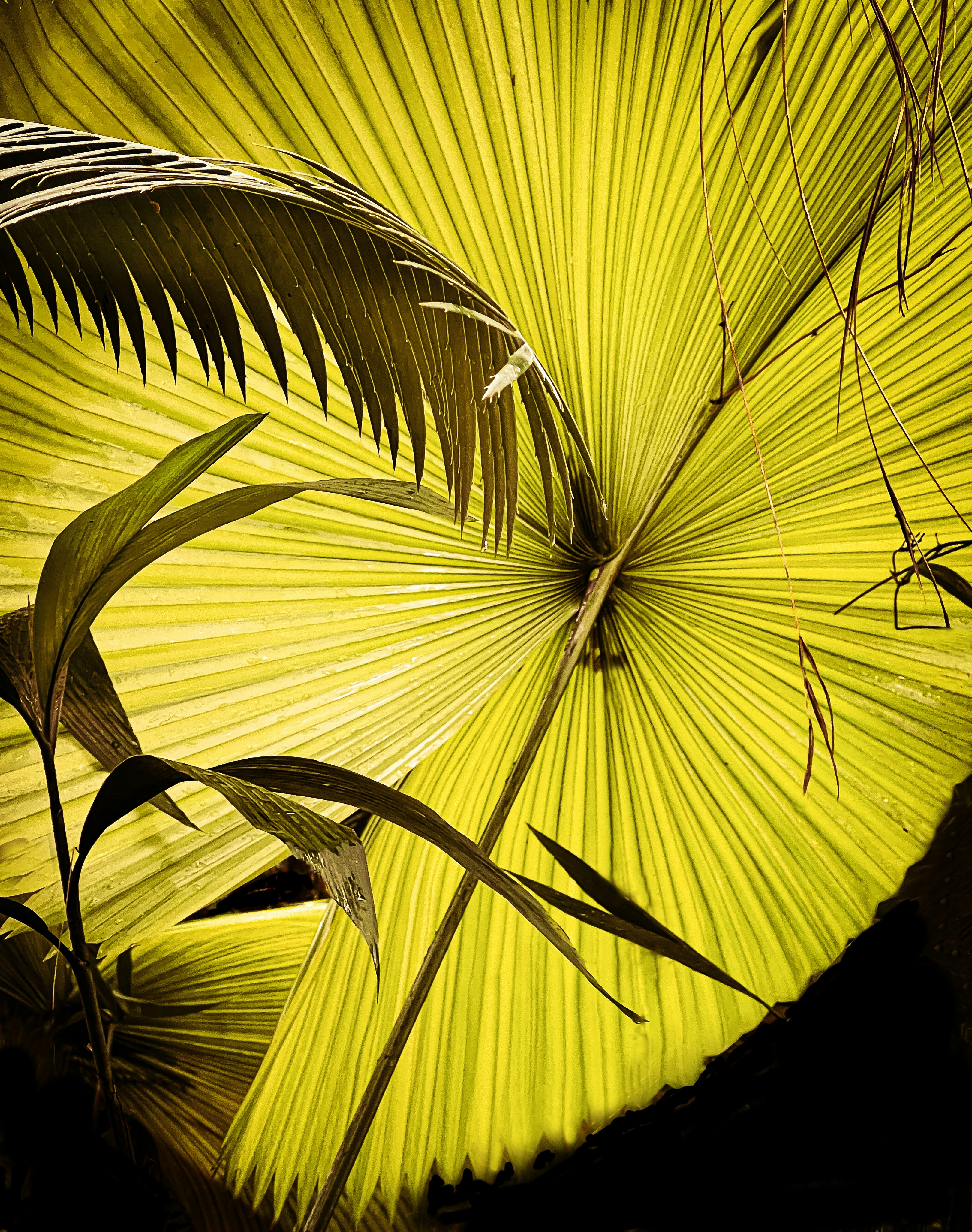 Radiant Palm Center: A Close-Up of Golden Fronds