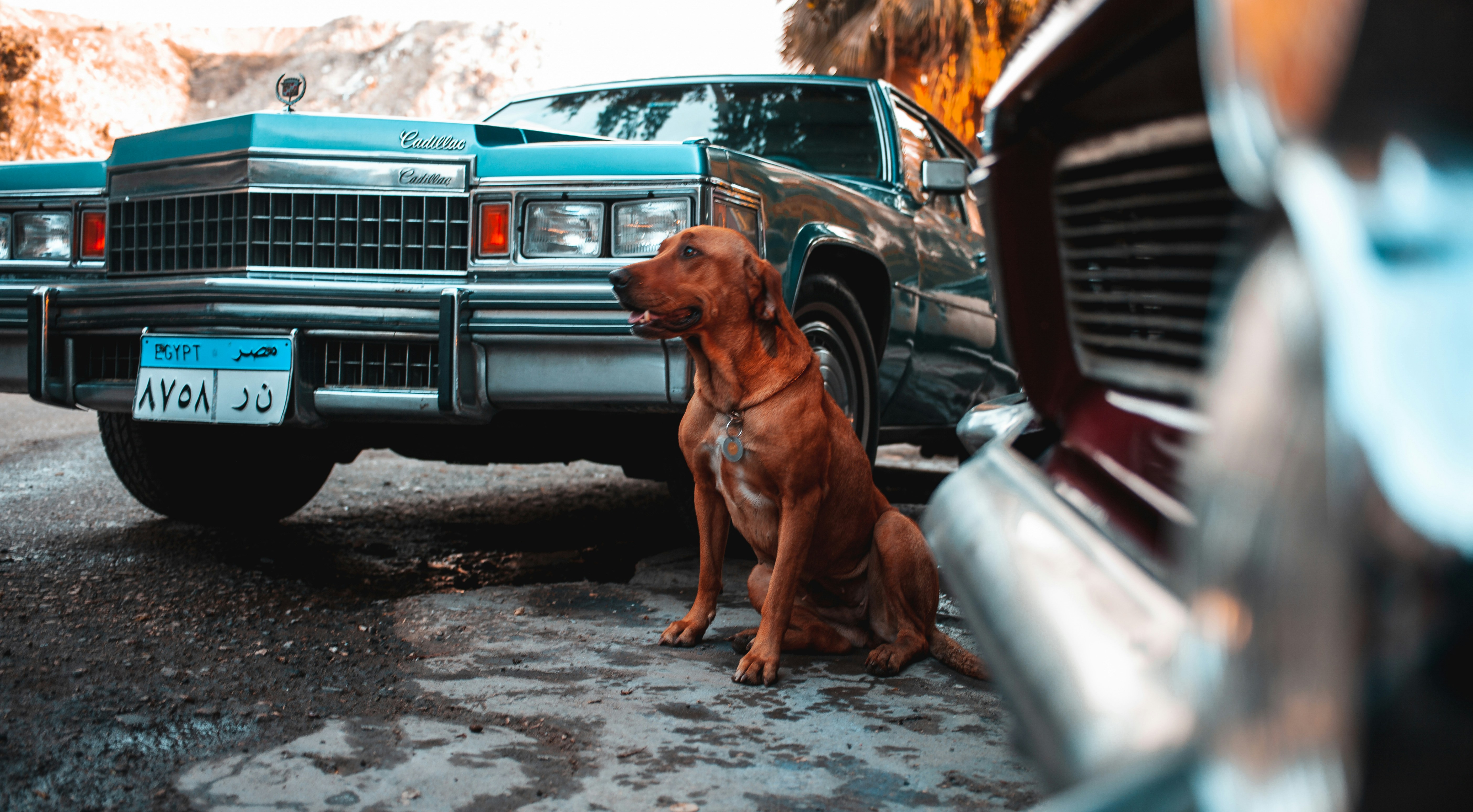 Quiet Hound Among Vintage Steel: A Sunlit Car Yard Still Life