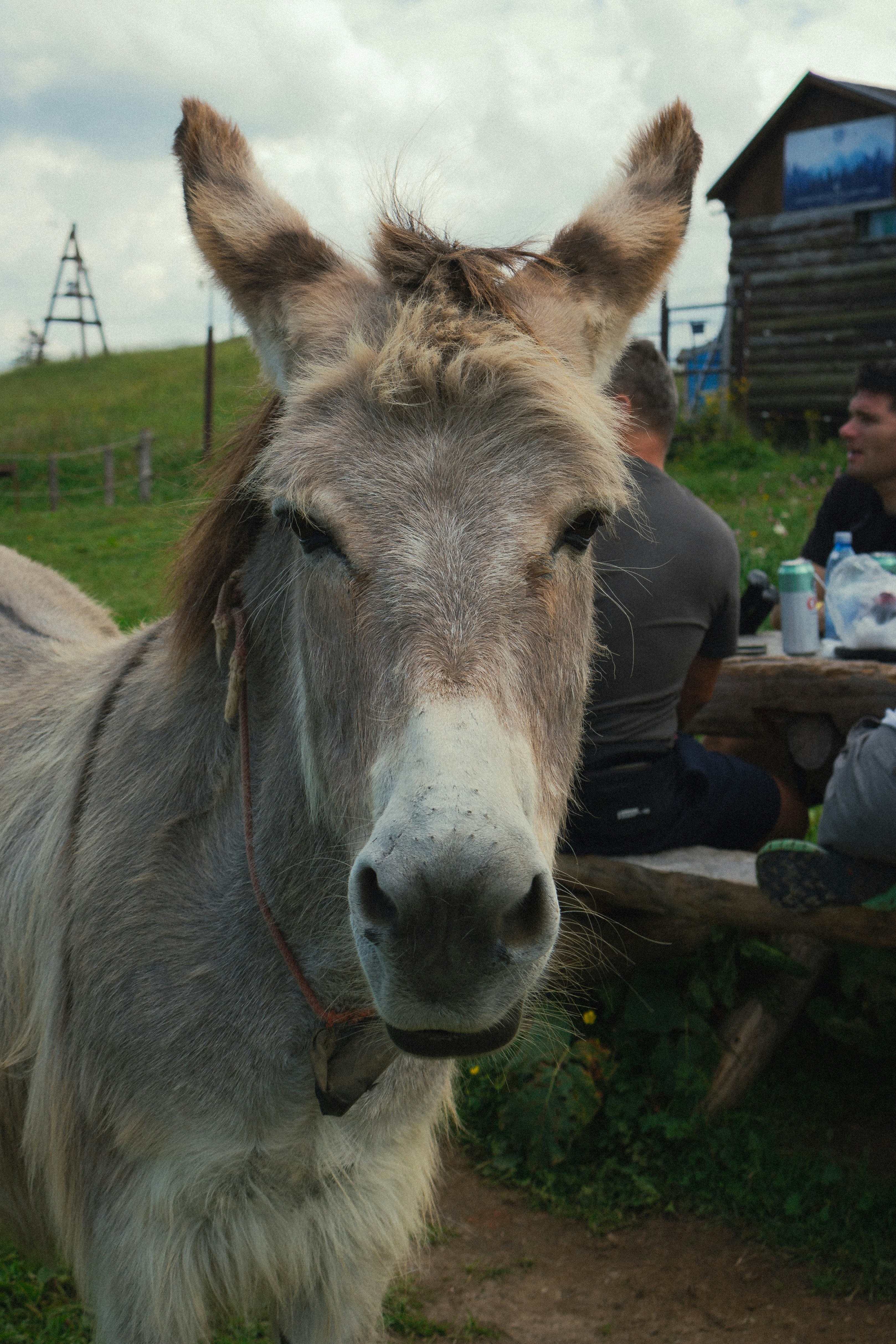 Donkey's Wide-Eyed Gaze Over a Rustic Outdoor Table