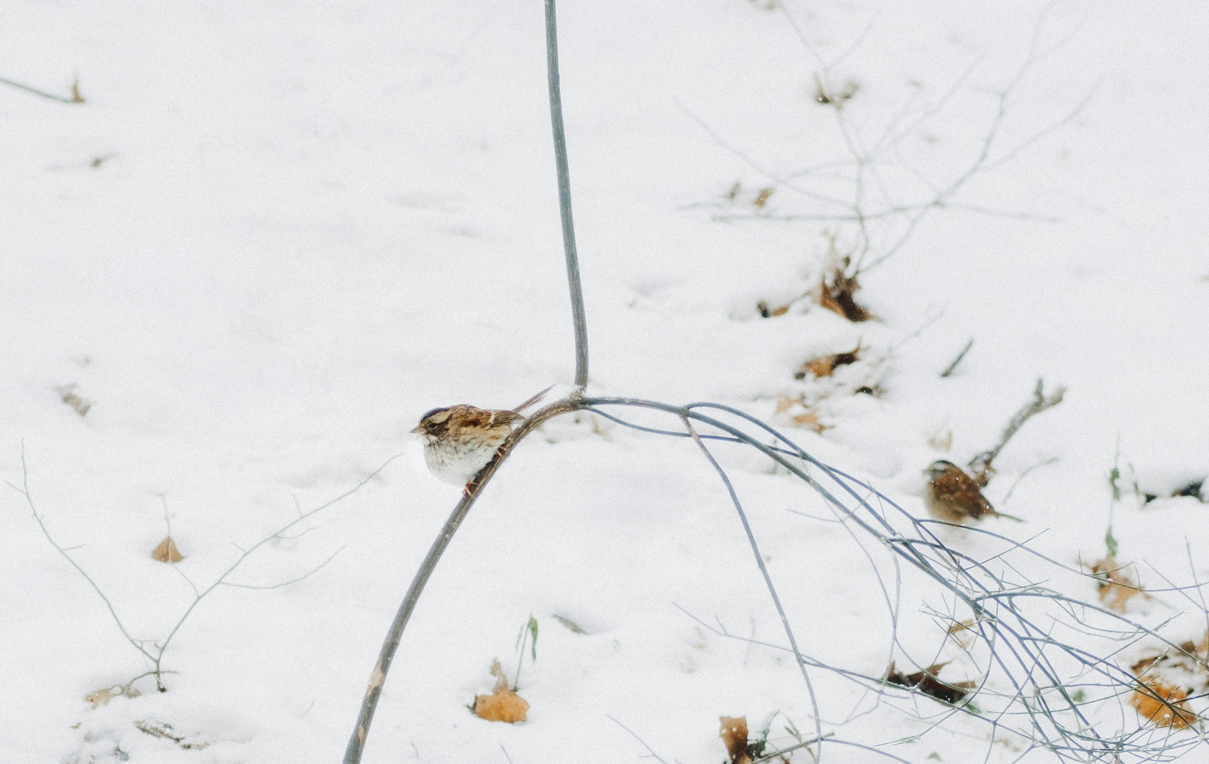 Winter Sparrow on a Wire: Quiet Geometry in Snow