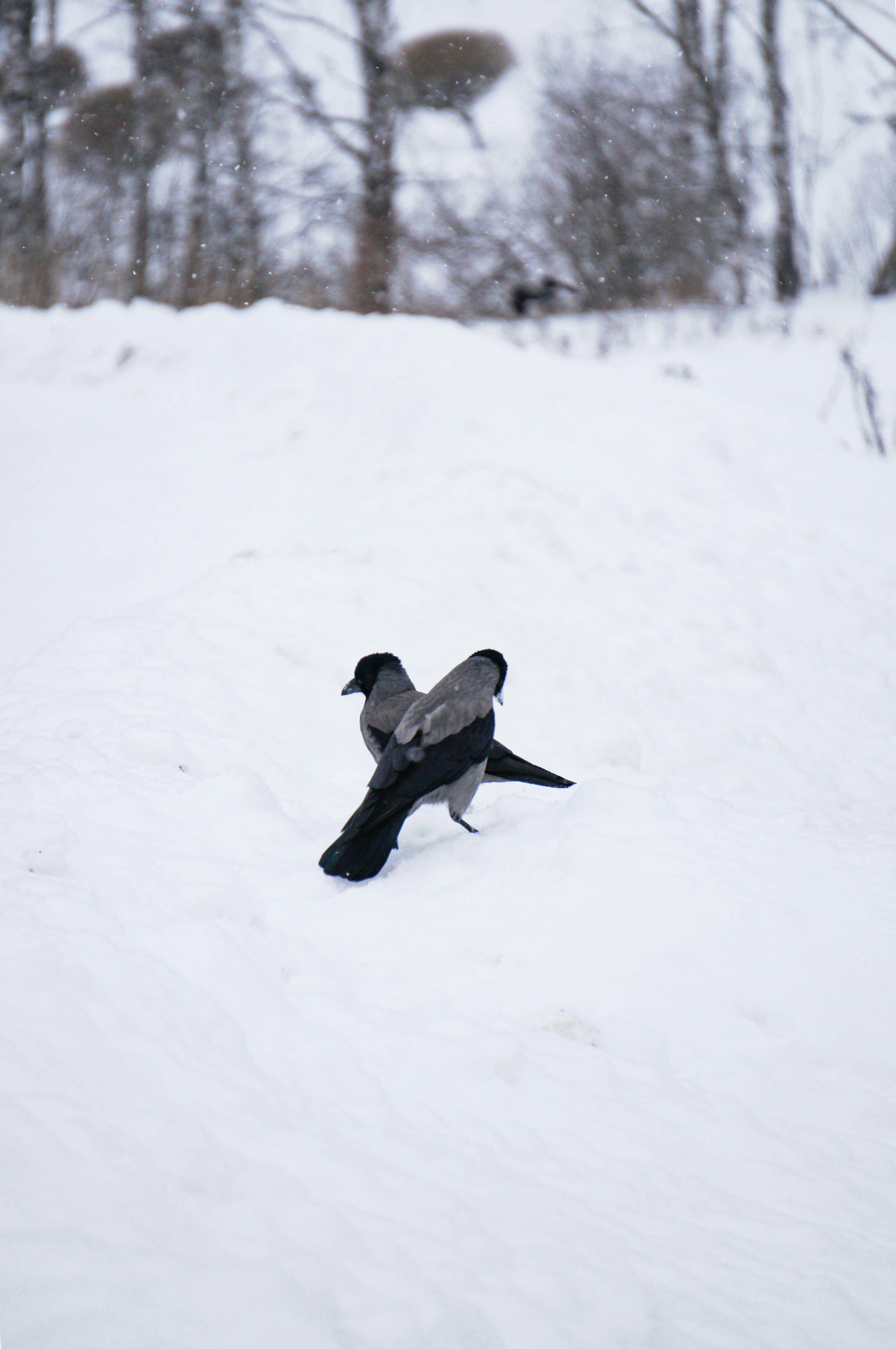 a bird that is standing in the snow