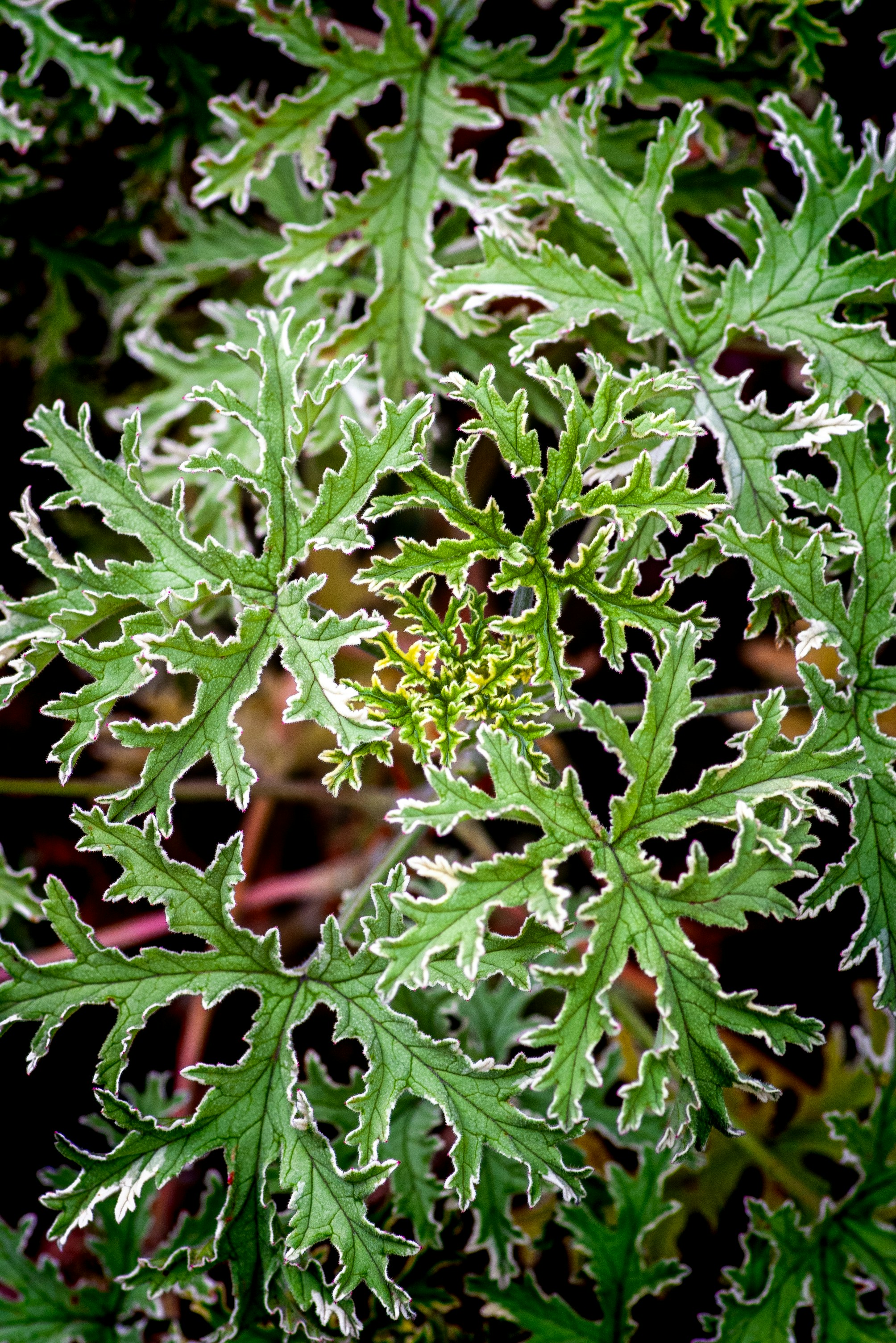 Photo by Yoksel 🌿 Zok with Pentax K100D Super