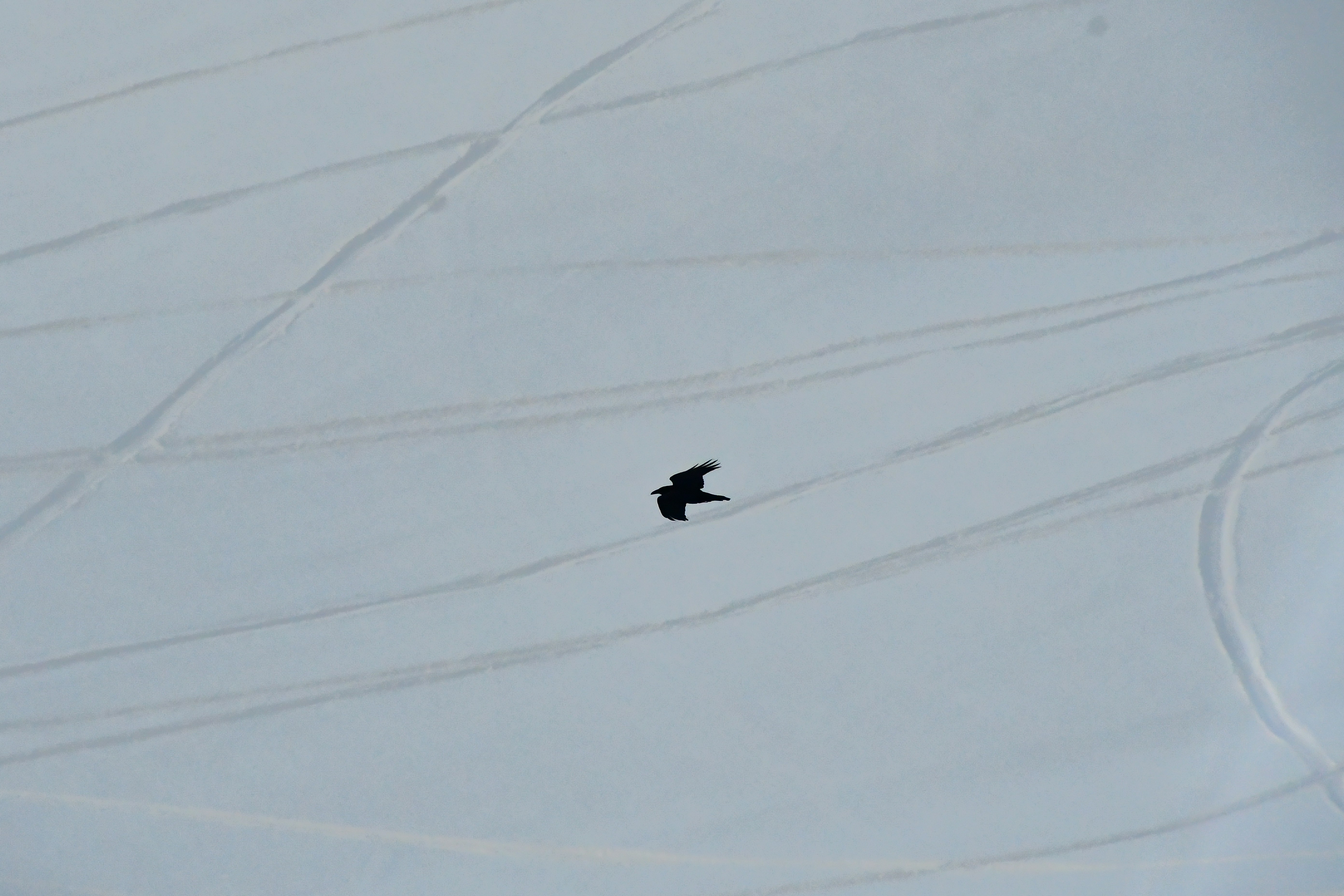 Silent Soar: A Bird's Journey Across the Winter Canvas