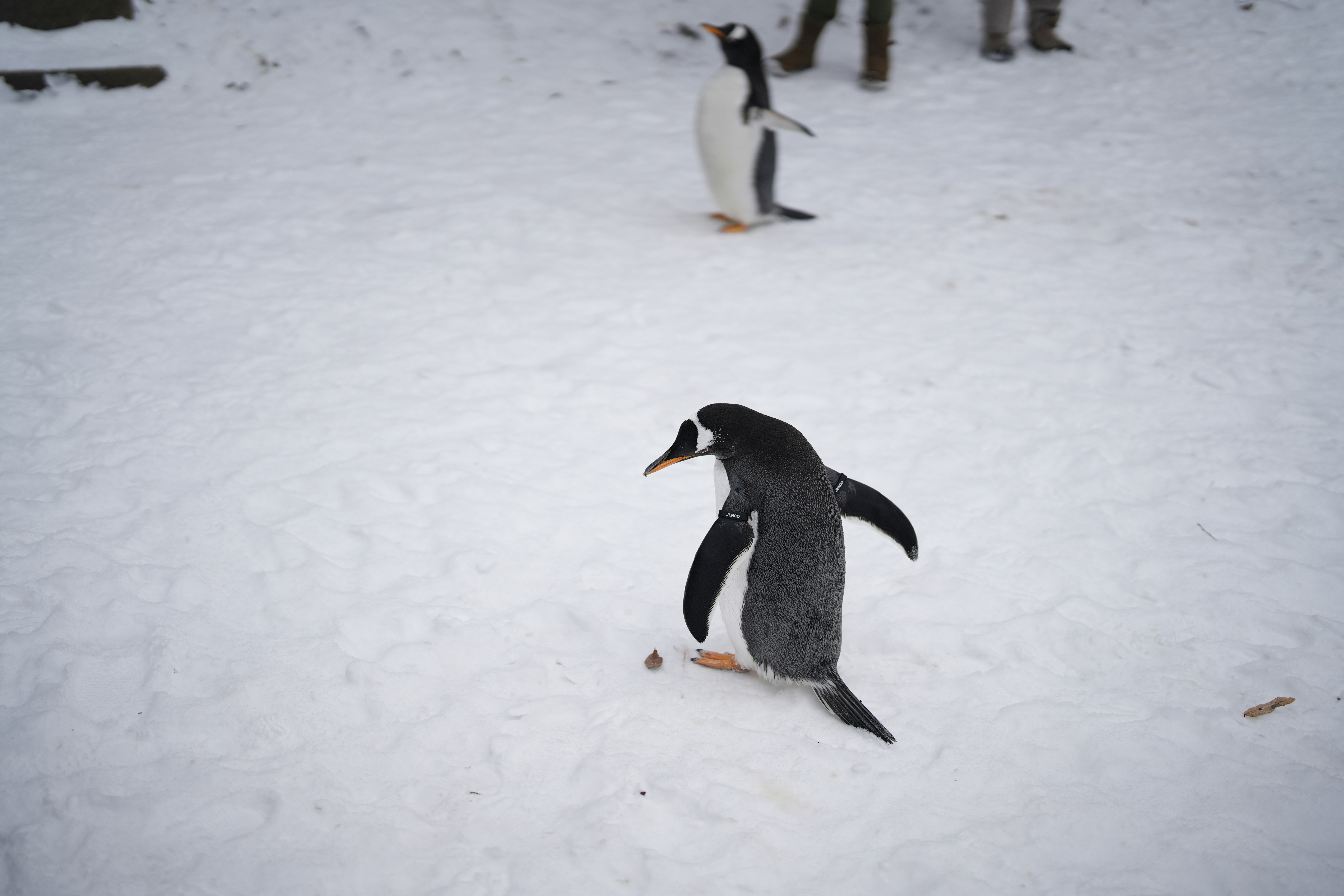 Mid-Hop on Snow: A Penguin's Playful Leap