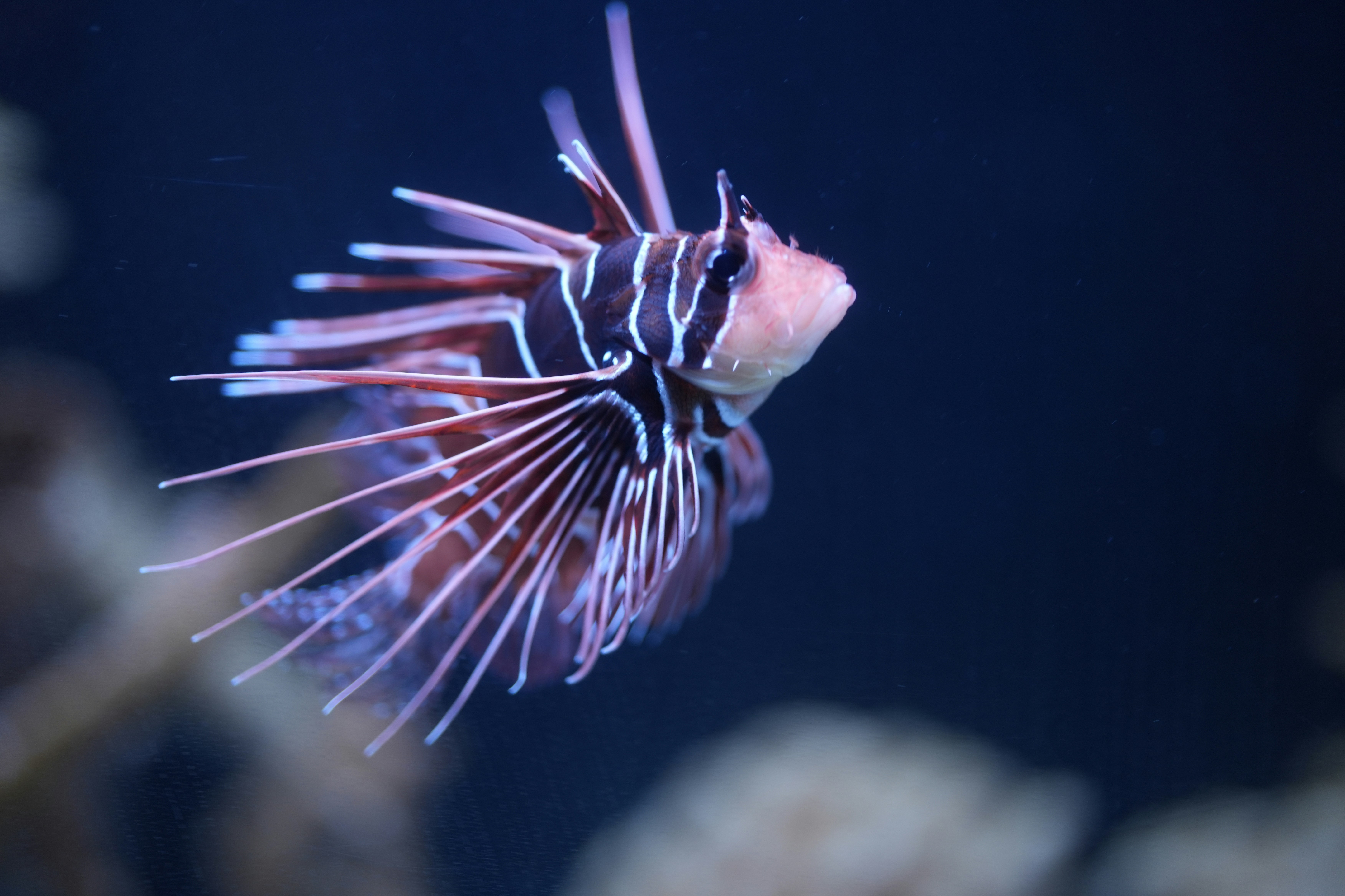 A close up of a fish in a tank photo – Free Pittsburgh zoo & aquarium ...