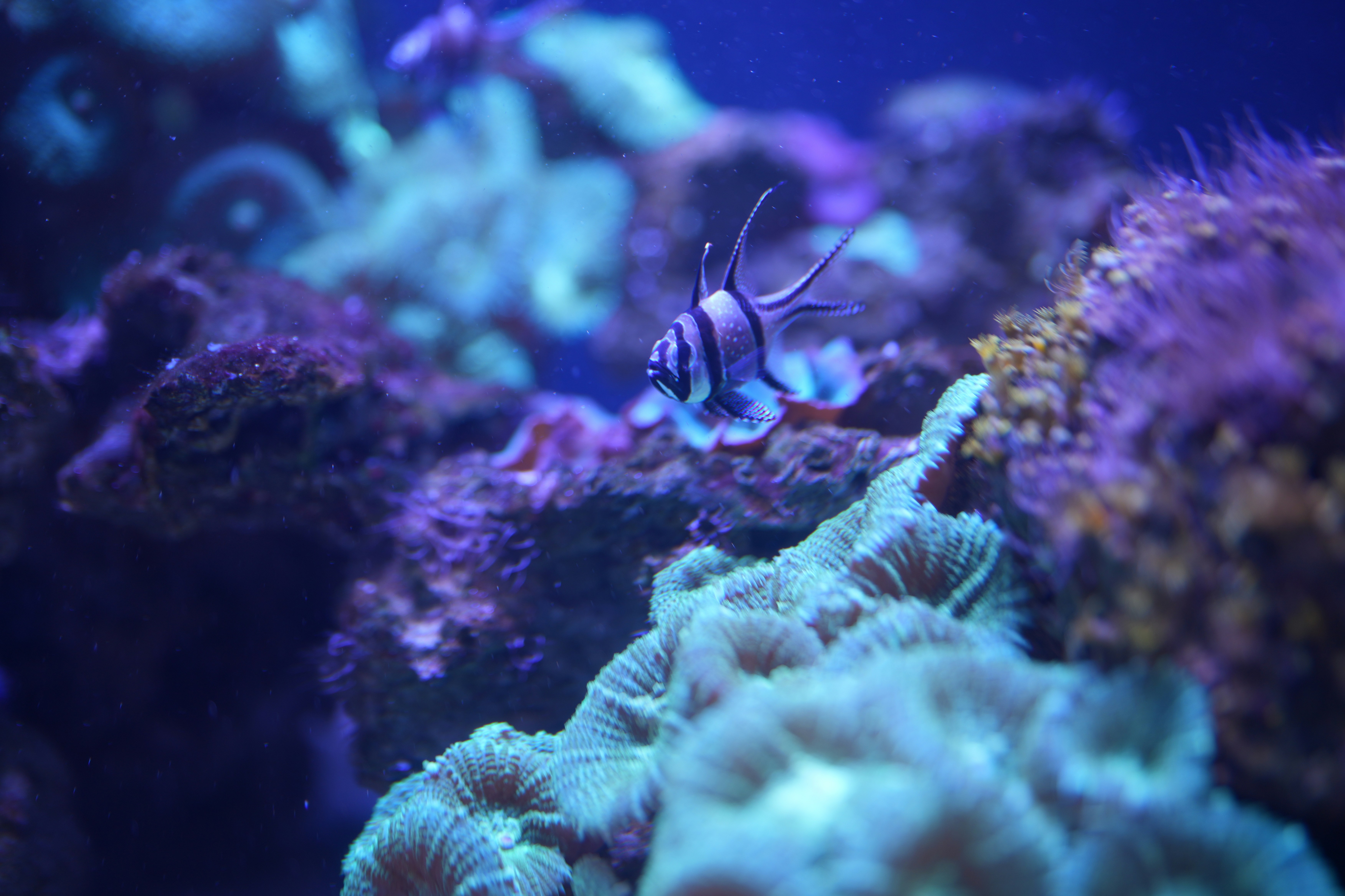 A fish that is swimming in some water photo – Free Pittsburgh zoo ...