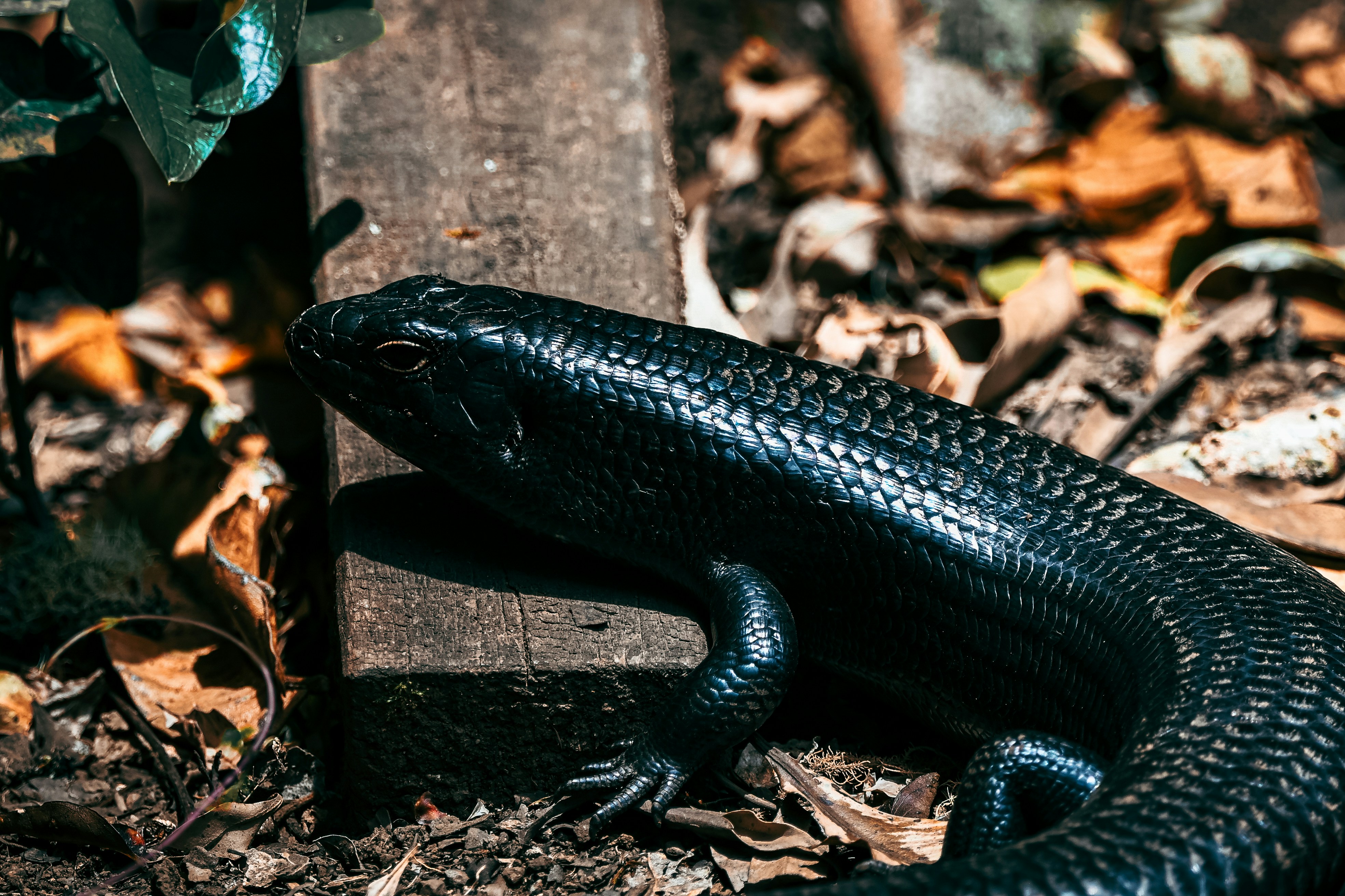 A black snake is laying on the ground photo – Free Queensland Image on ...