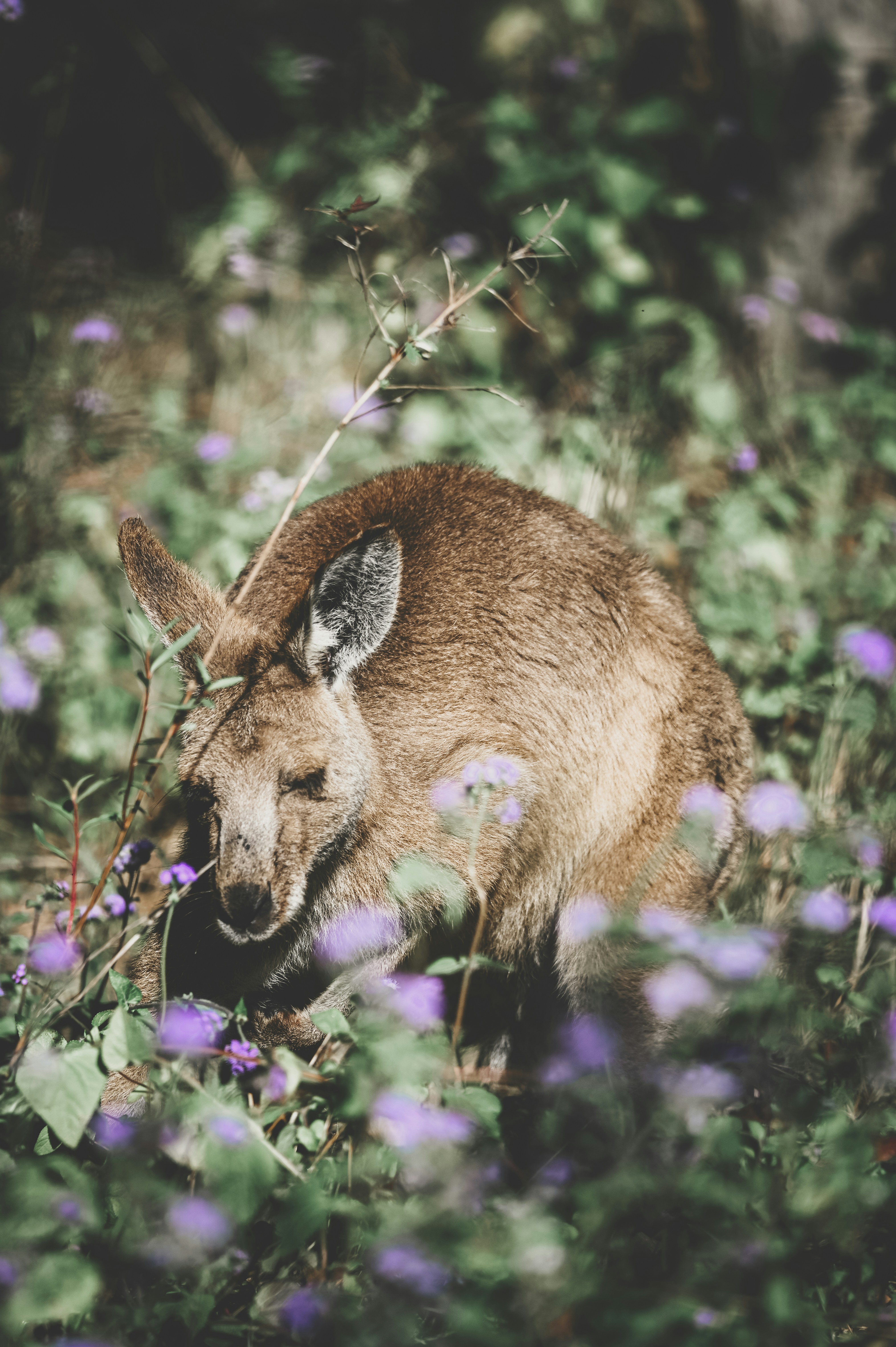Amber Fox Amid Violet Wildflowers: A Quiet Meadow Moment