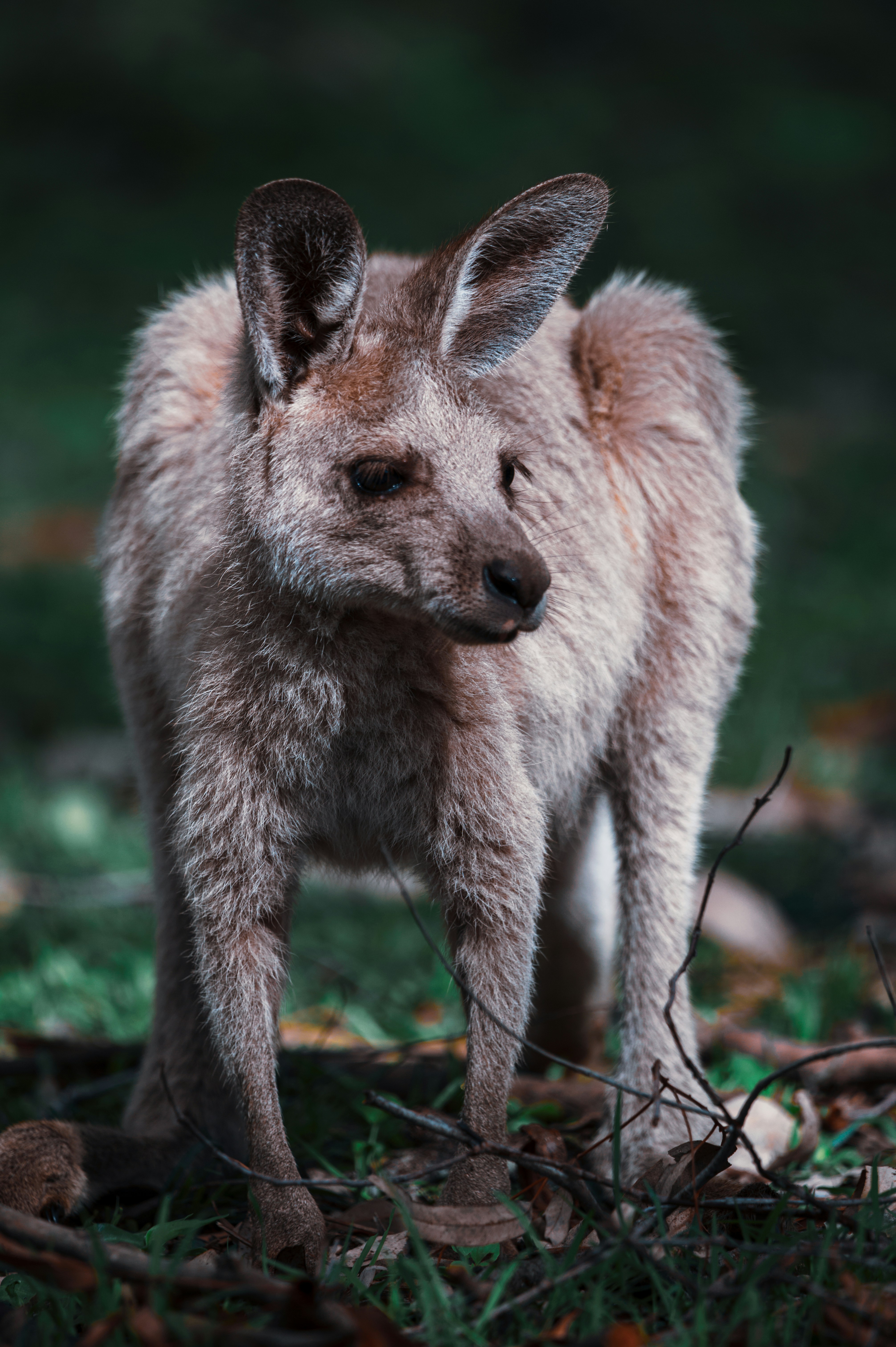Gaze in the Glade: a Wallaby Pauses on a Mossy Forest Floor