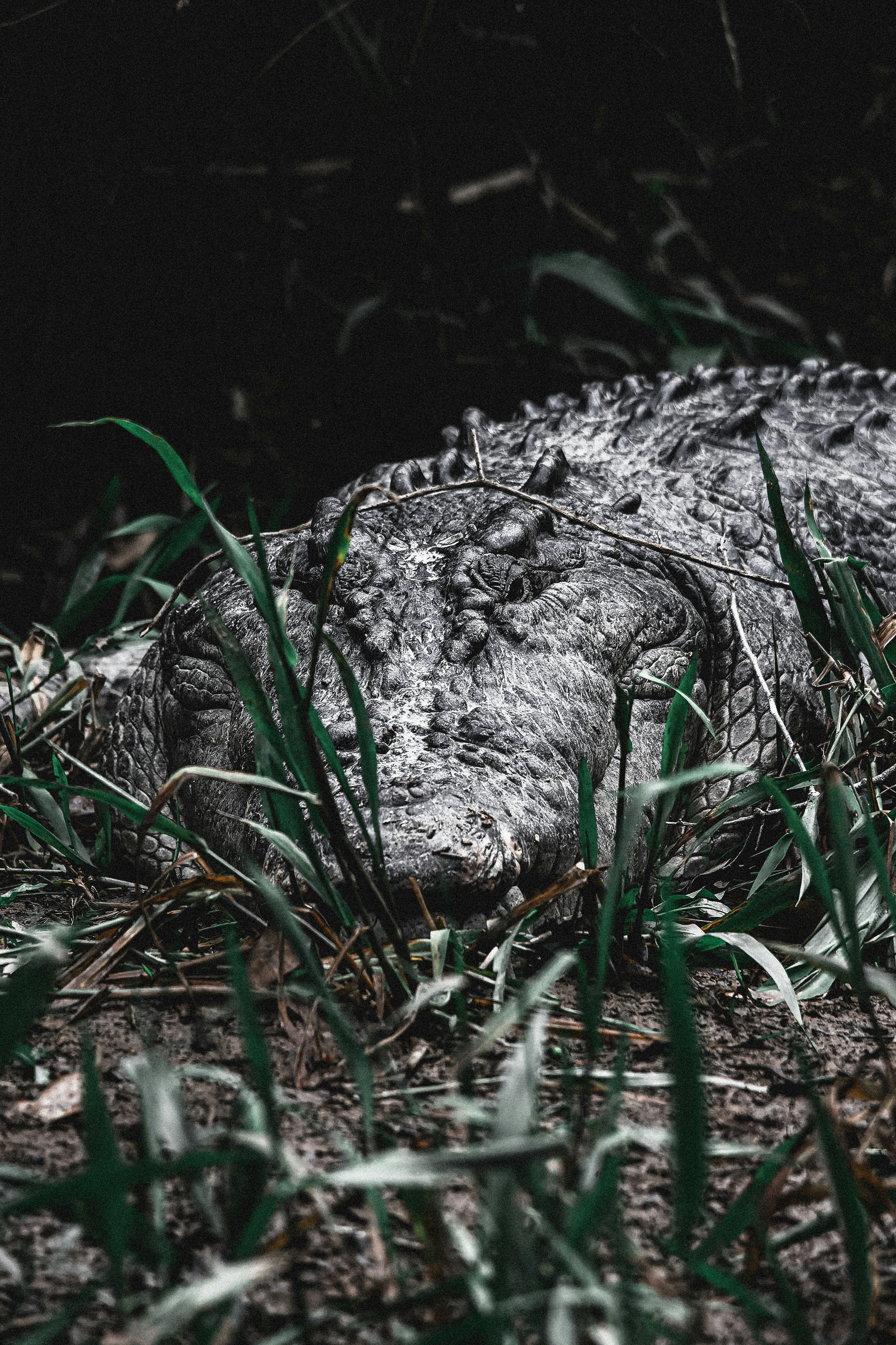 Hidden Gaze at Ground Level: Crocodile in the Grass