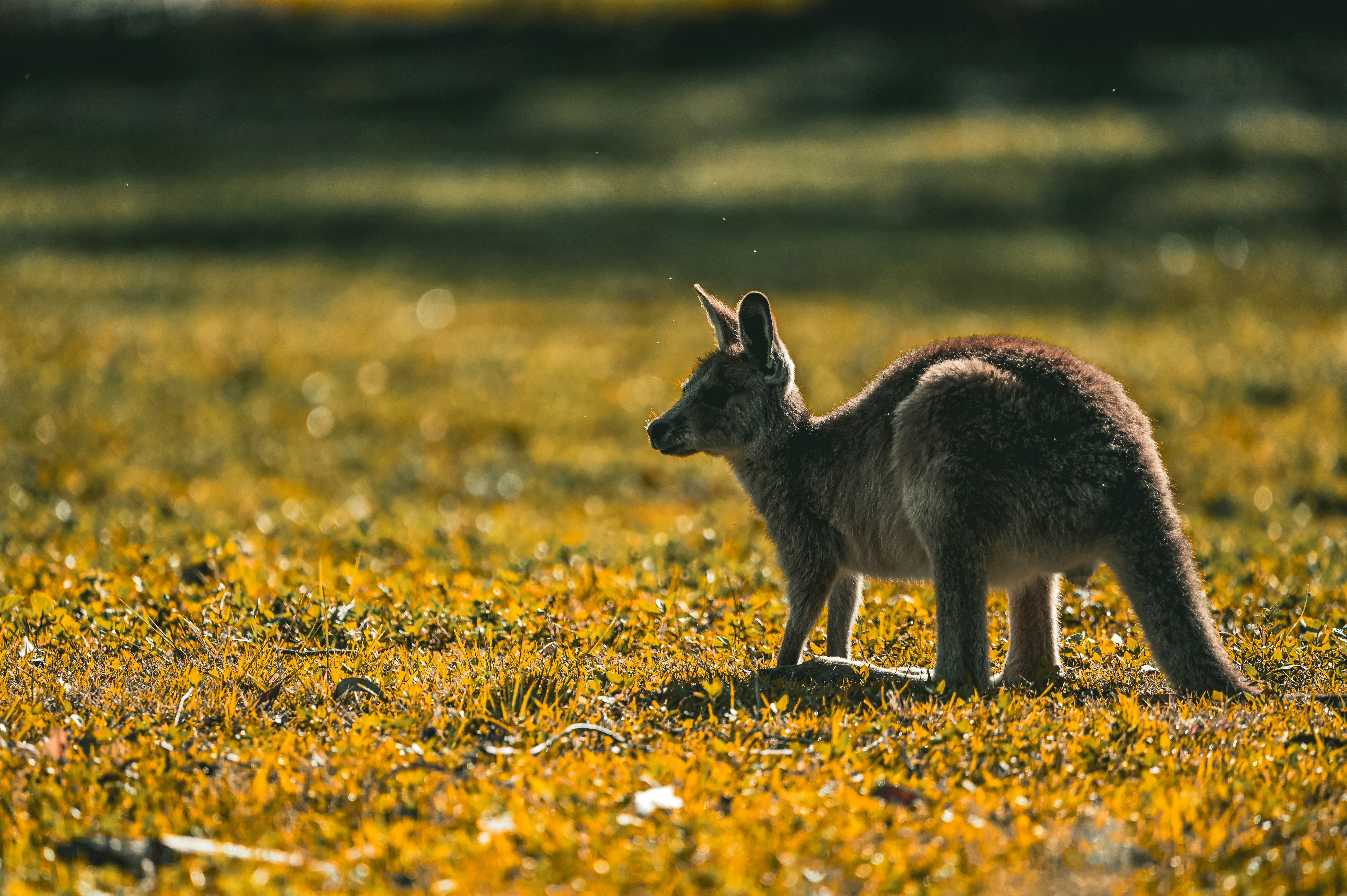 Amber Meadow Stance: A Wallaby in Golden Backlight
