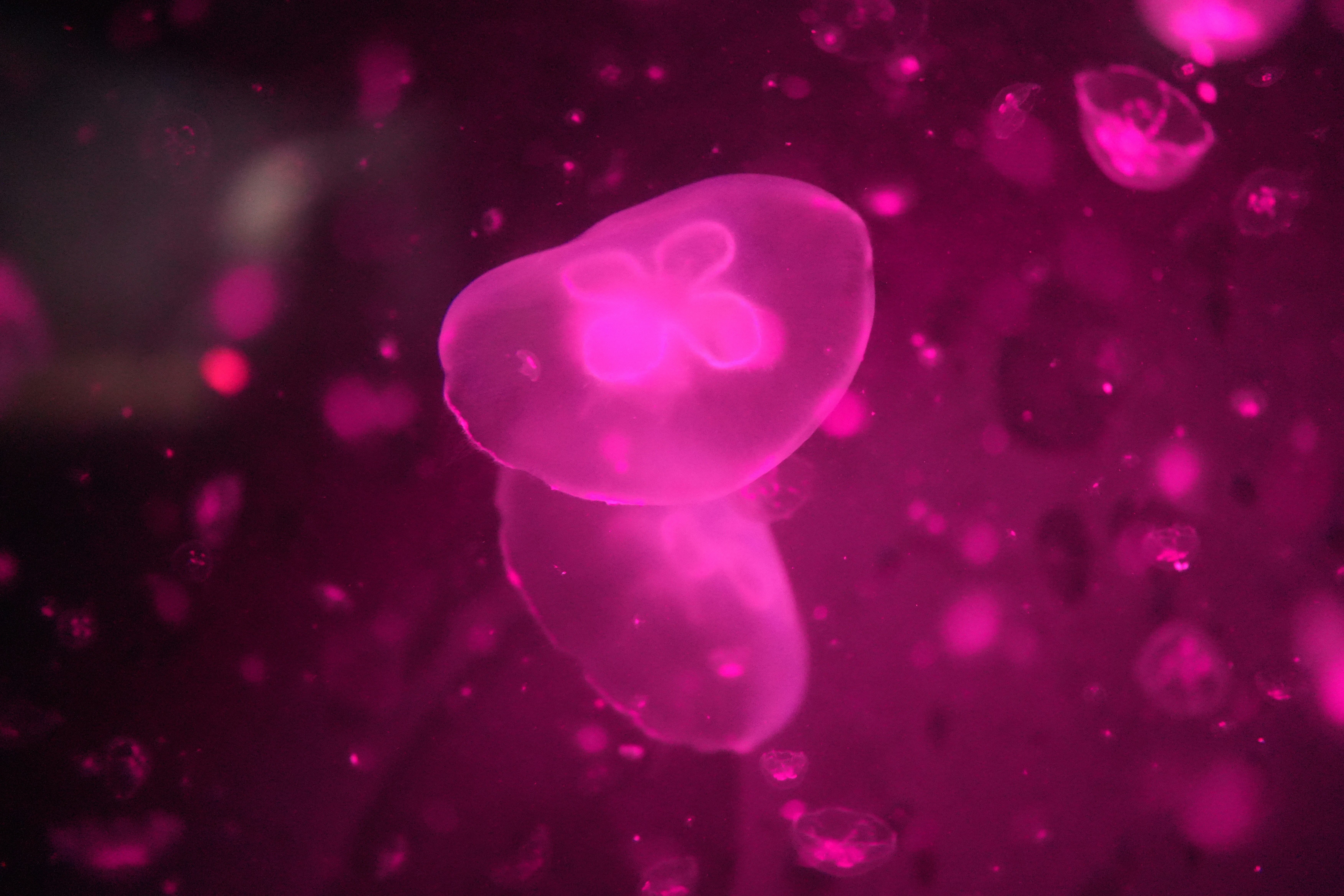 A close up of a jellyfish under a microscope photo – Free Pittsburgh ...