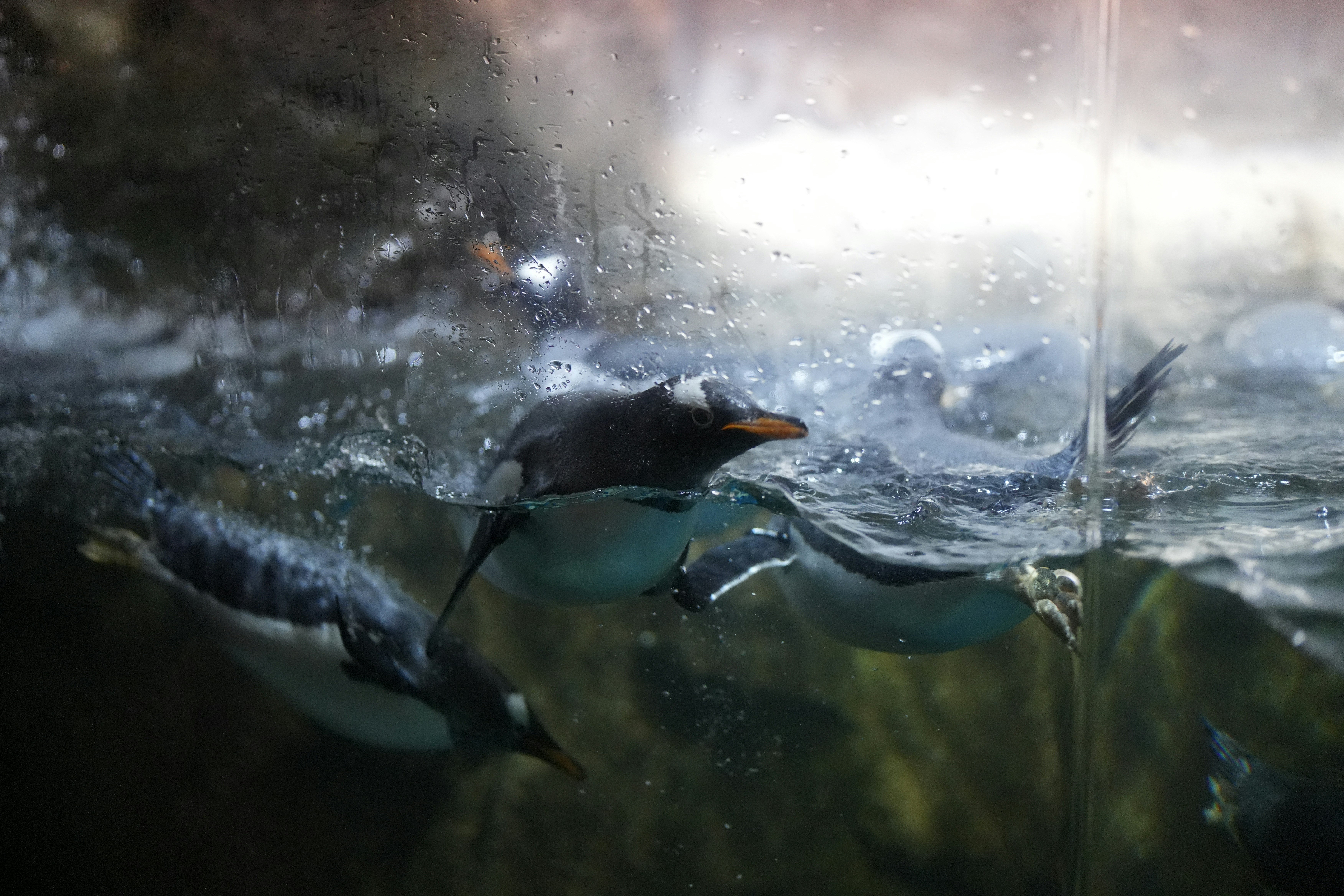 Underwater Gliders: Penguin Heads Break Through the Light