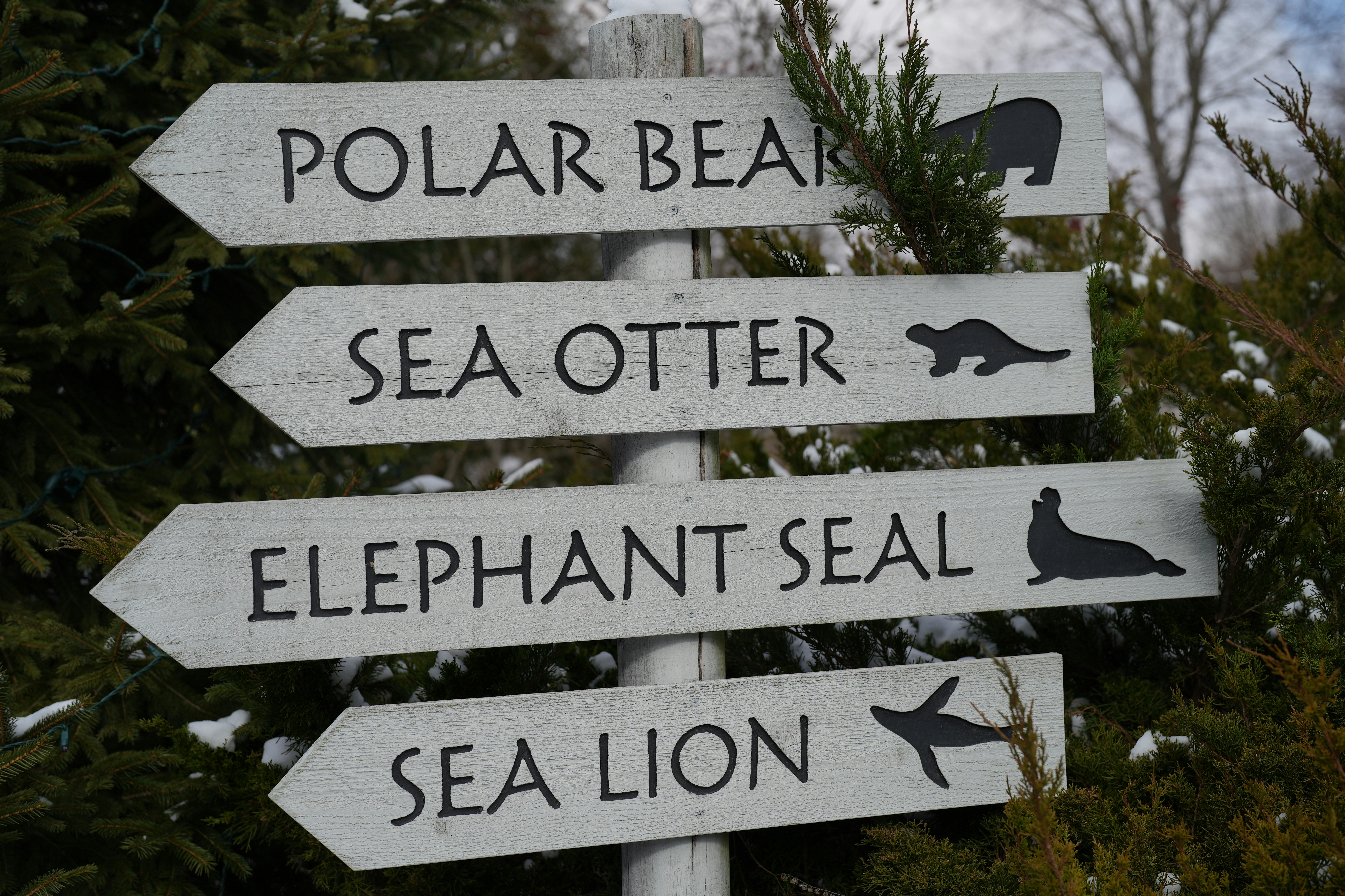 Directional Signs in Snow: Wildlife Trail Context