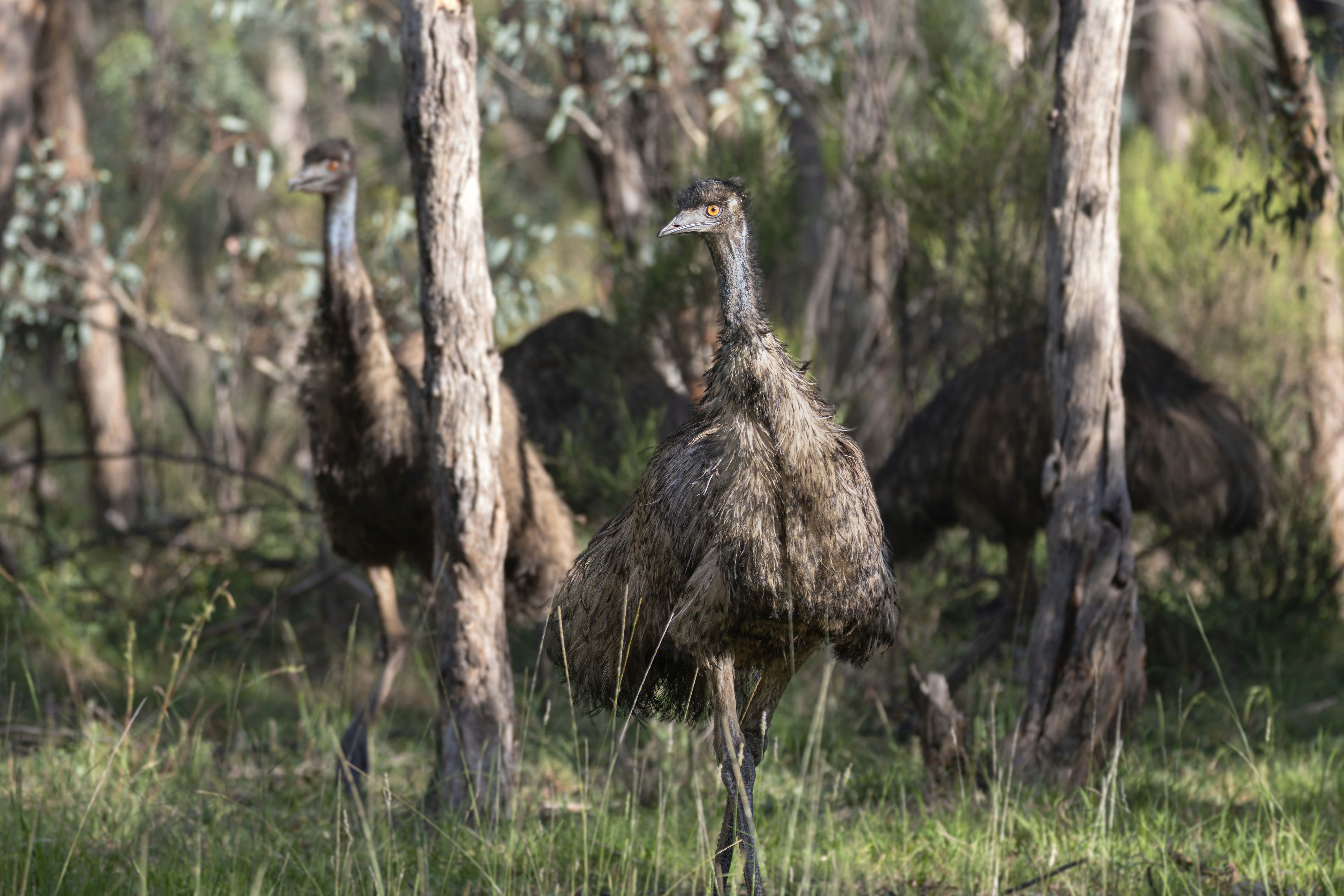 Stride and Shadow: Emus Among Pine Trunks in Dappled Light
