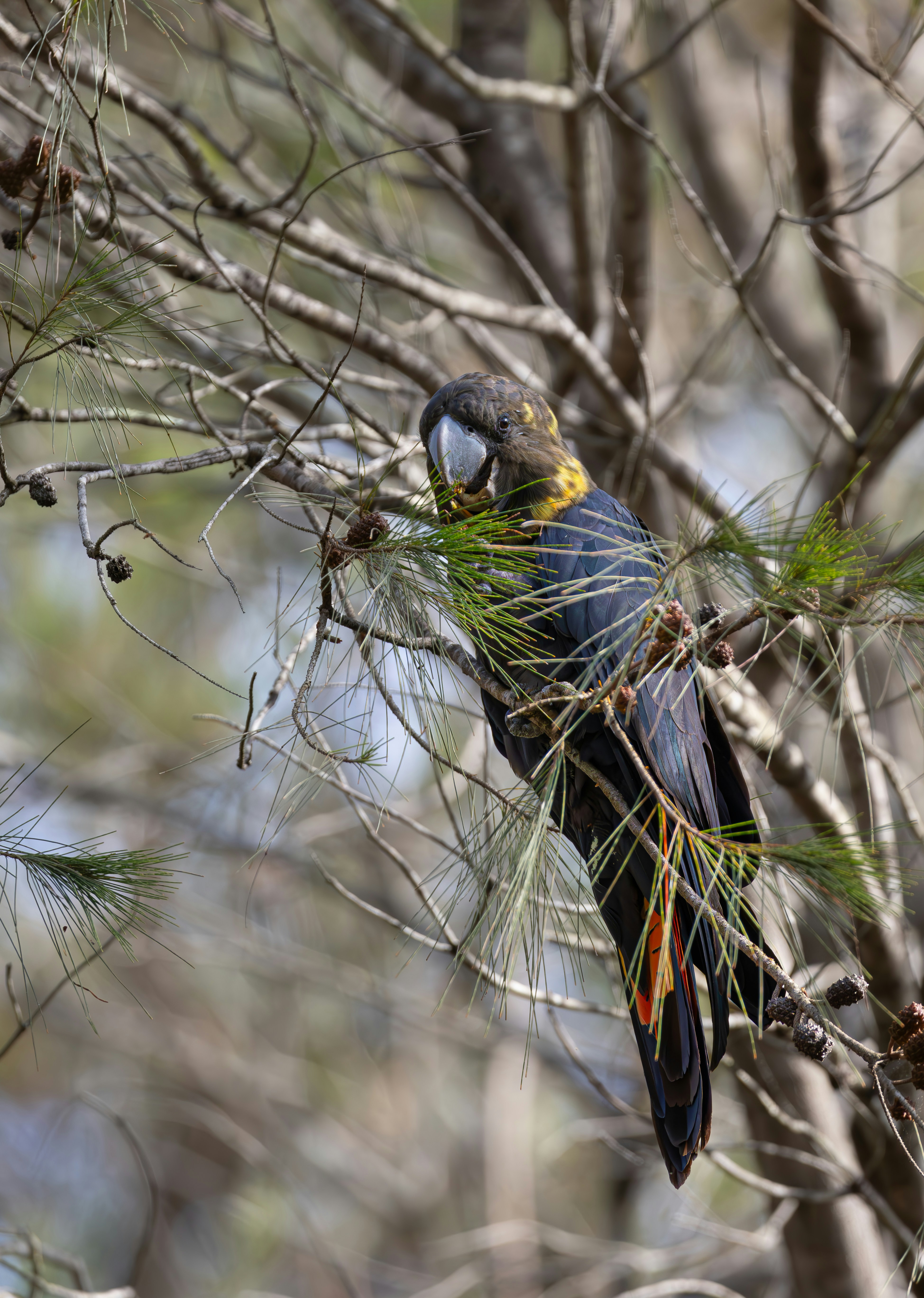 Emerald-billed Parrot in Pine Lantern