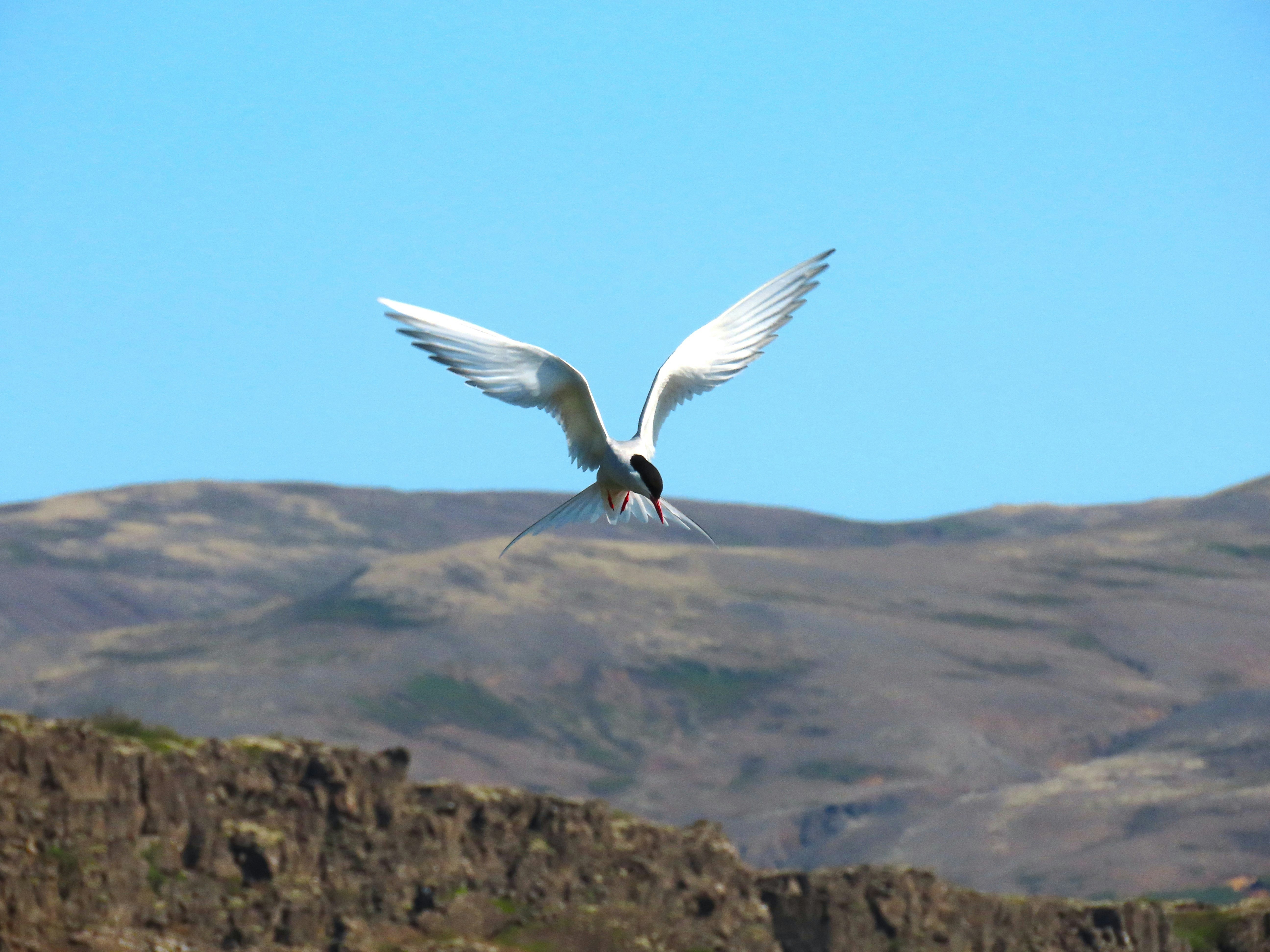Ridge Glide: A Gull Breaks the Blue Above Quiet Hills