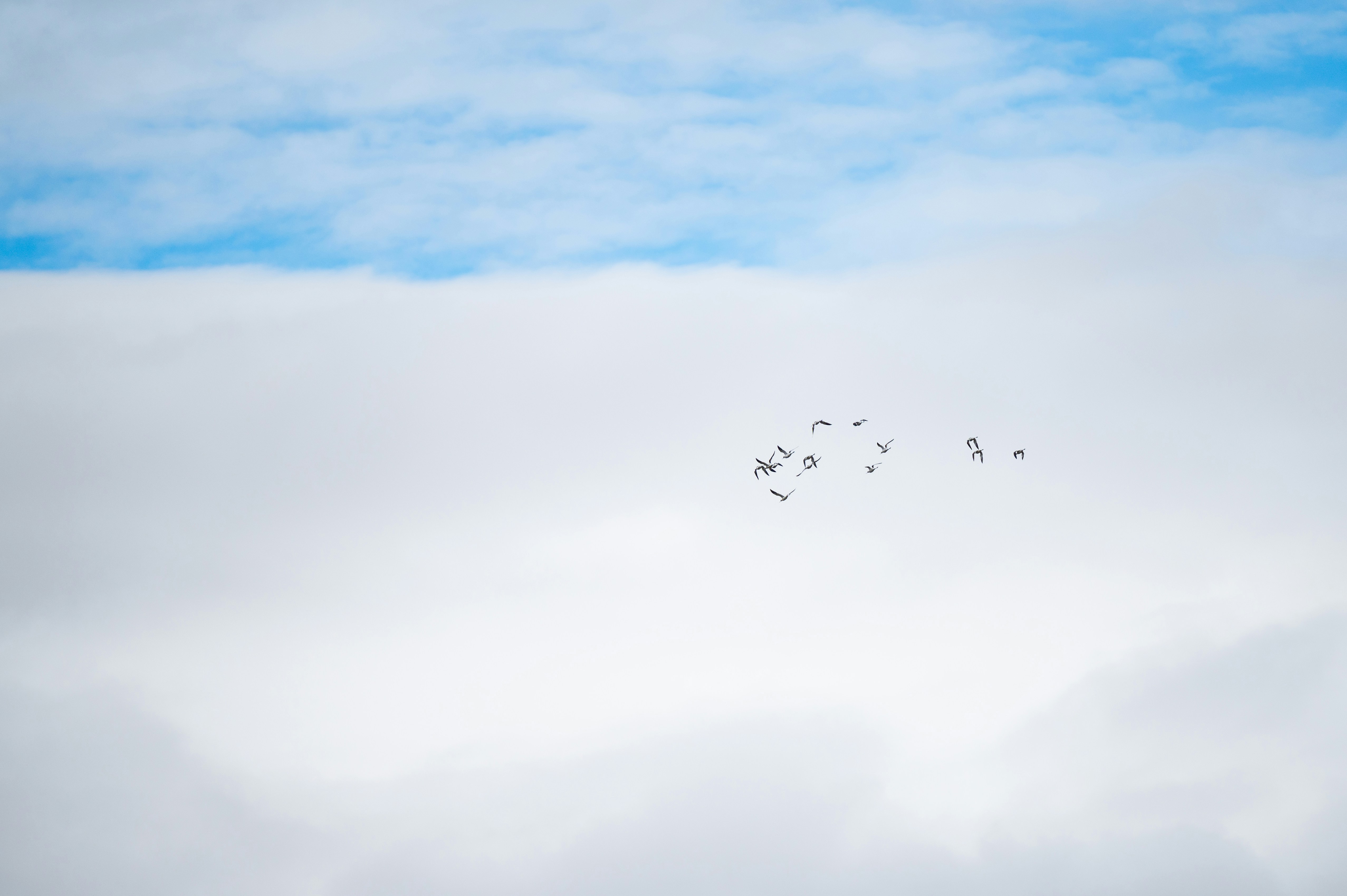 A flock of birds flying through a cloudy sky photo – Free Blue Image on ...