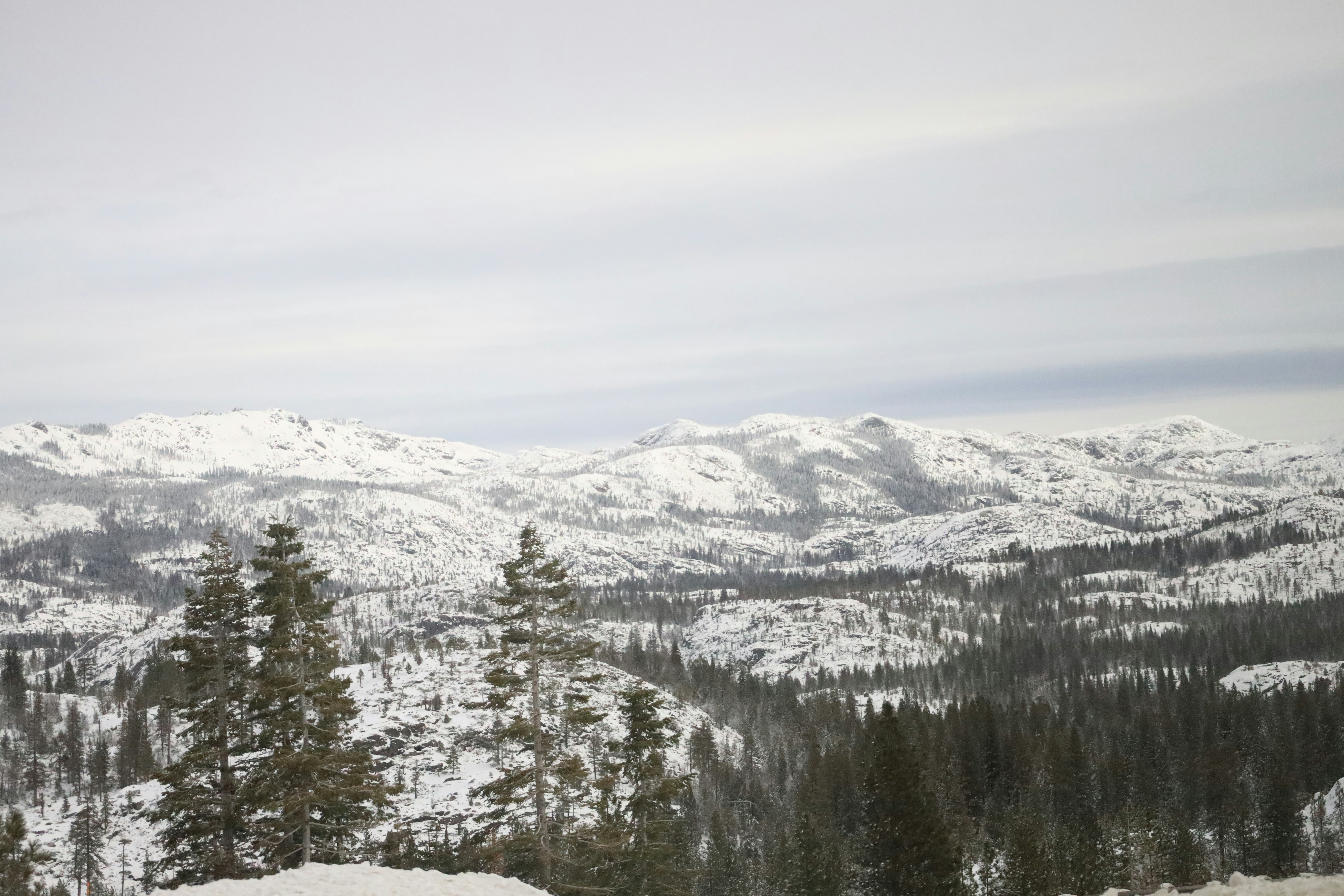 Skier navigating a snow-covered slope with distant snow-capped mountains and scattered pine trees.