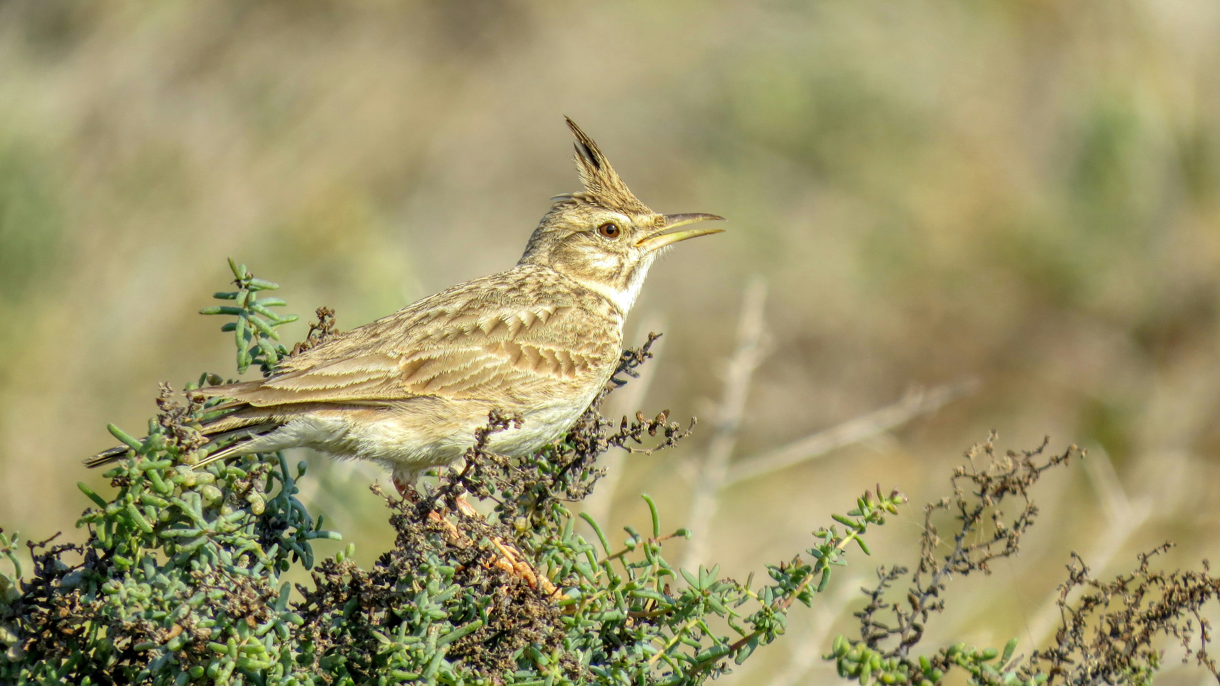 Crested lark perched among green shrubs in sunlit grassland.