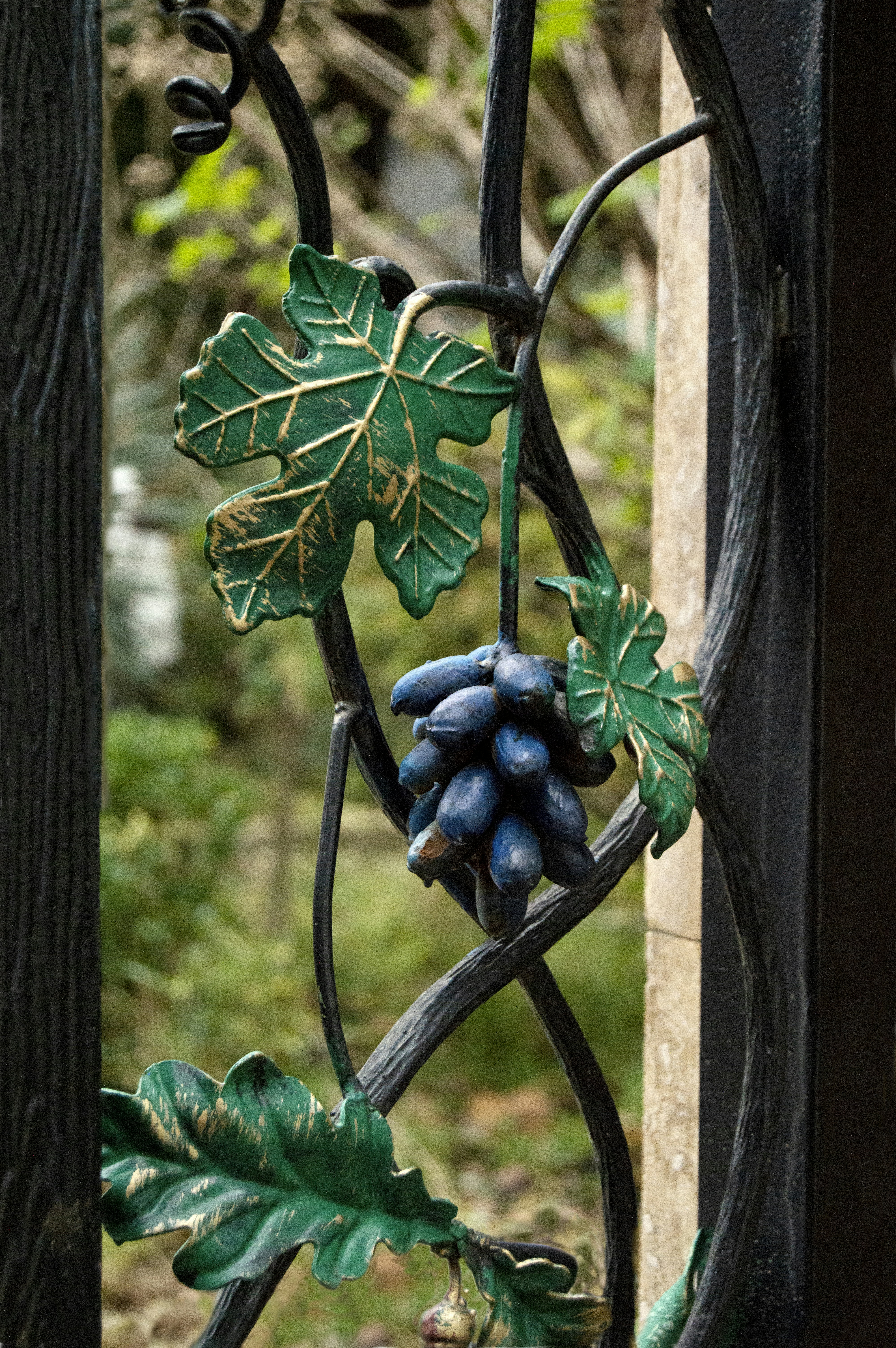 Grapevine Velvet on Wrought Iron: Dark Berries Framed by a Garden Gate