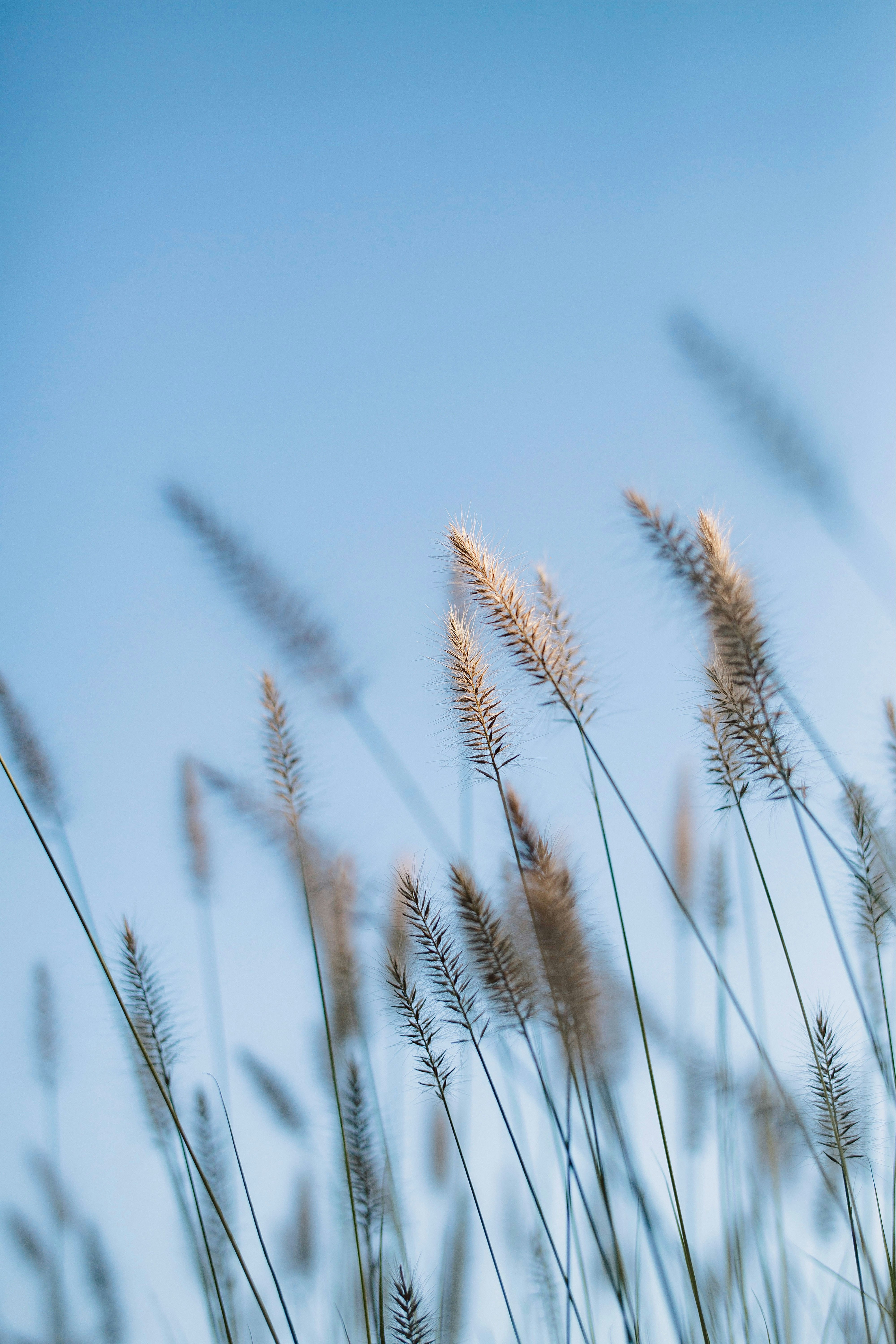 Un mucchio di erba alta mossa dal vento foto – Blu Immagine gratuita su ...