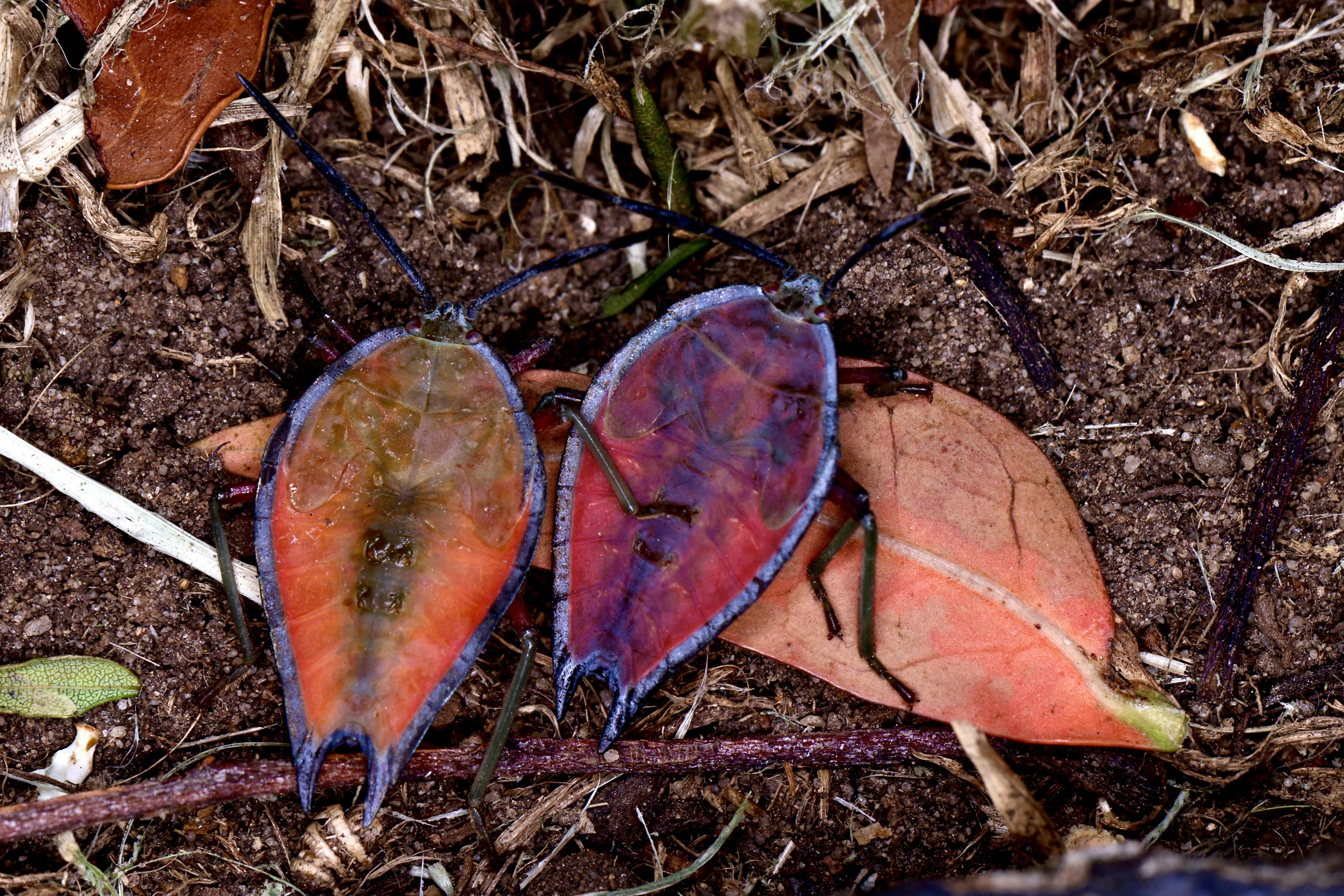Edge-lit Purple Leaves on a Damp Forest Floor: A Micro Portrait