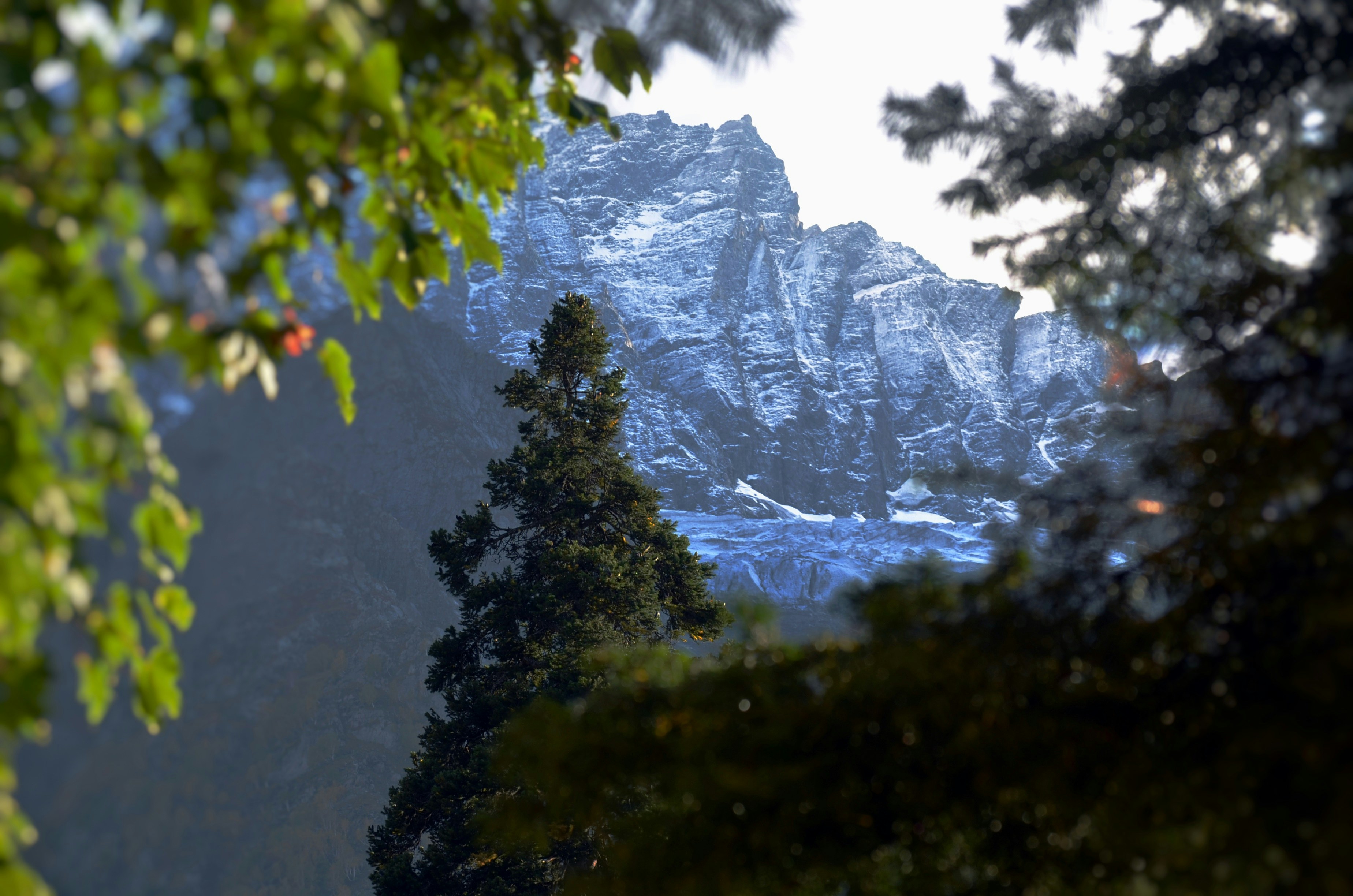 Snow-Crowned Ridge Framed by an Evergreen Veil