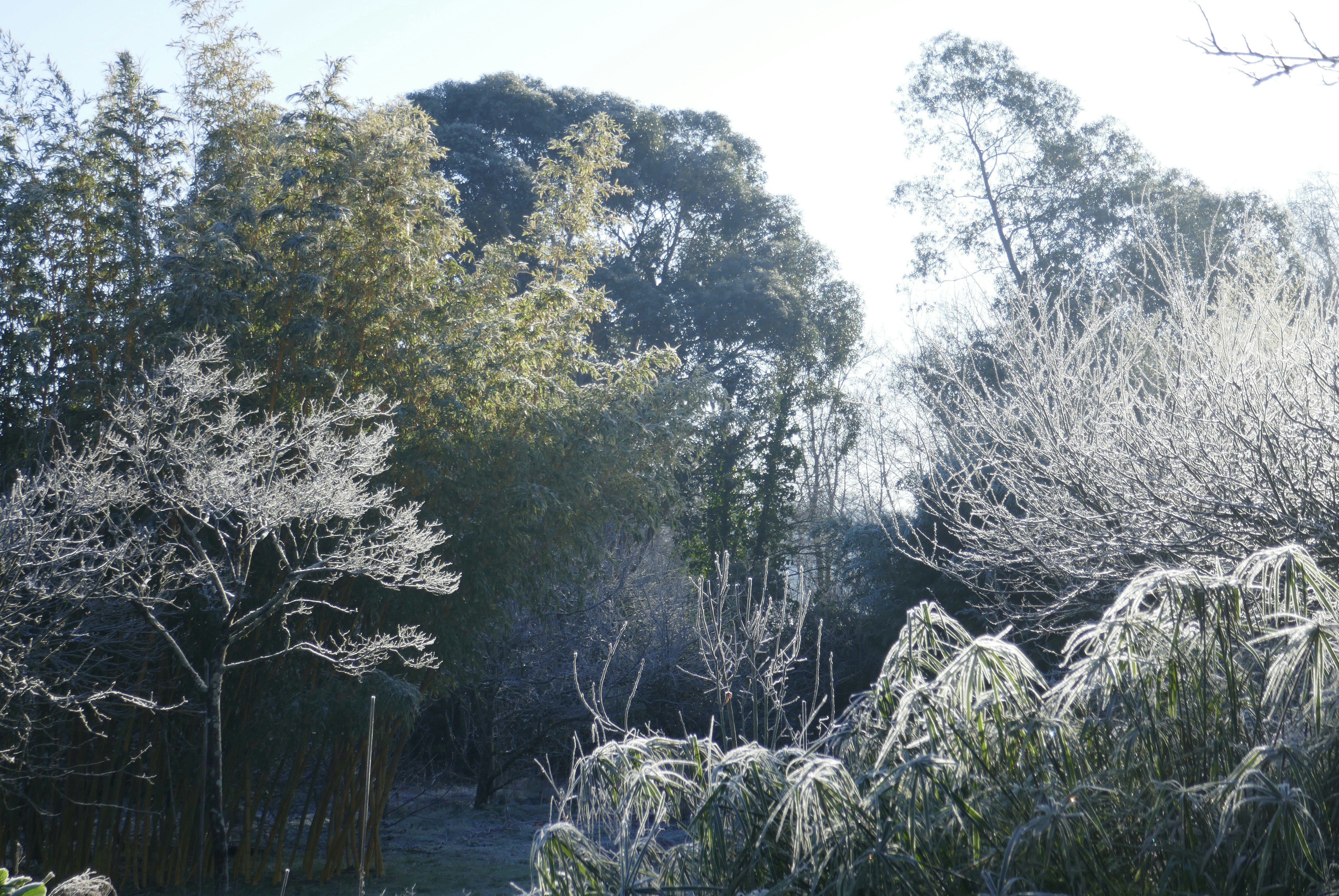 Frost-dusted shrubs and bare-branched trees glow under soft morning light. The scene resembles a quiet garden at dawn with backlit, pale sky.