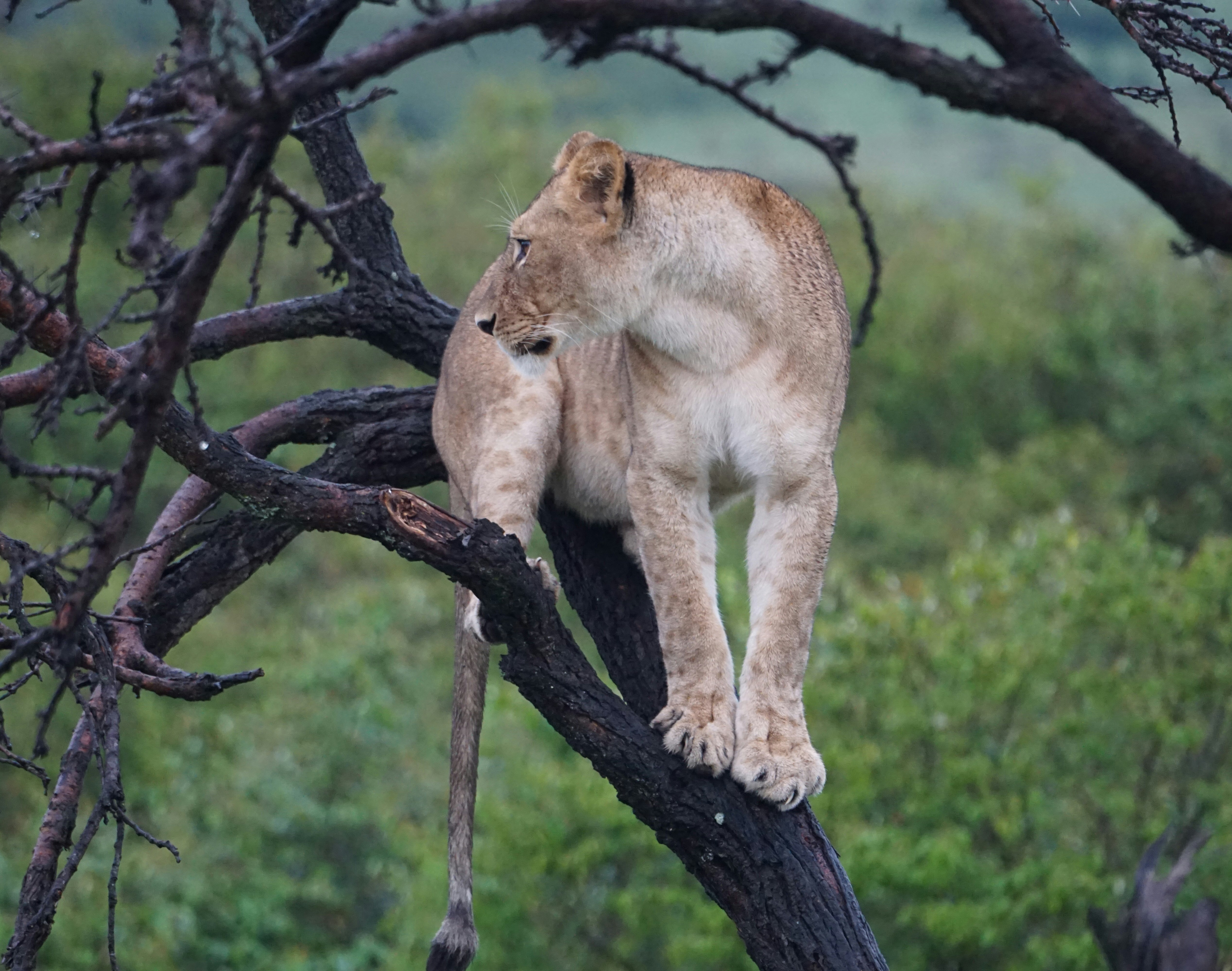 A young lion climbing a tree branch in the wild photo – Free Animal ...