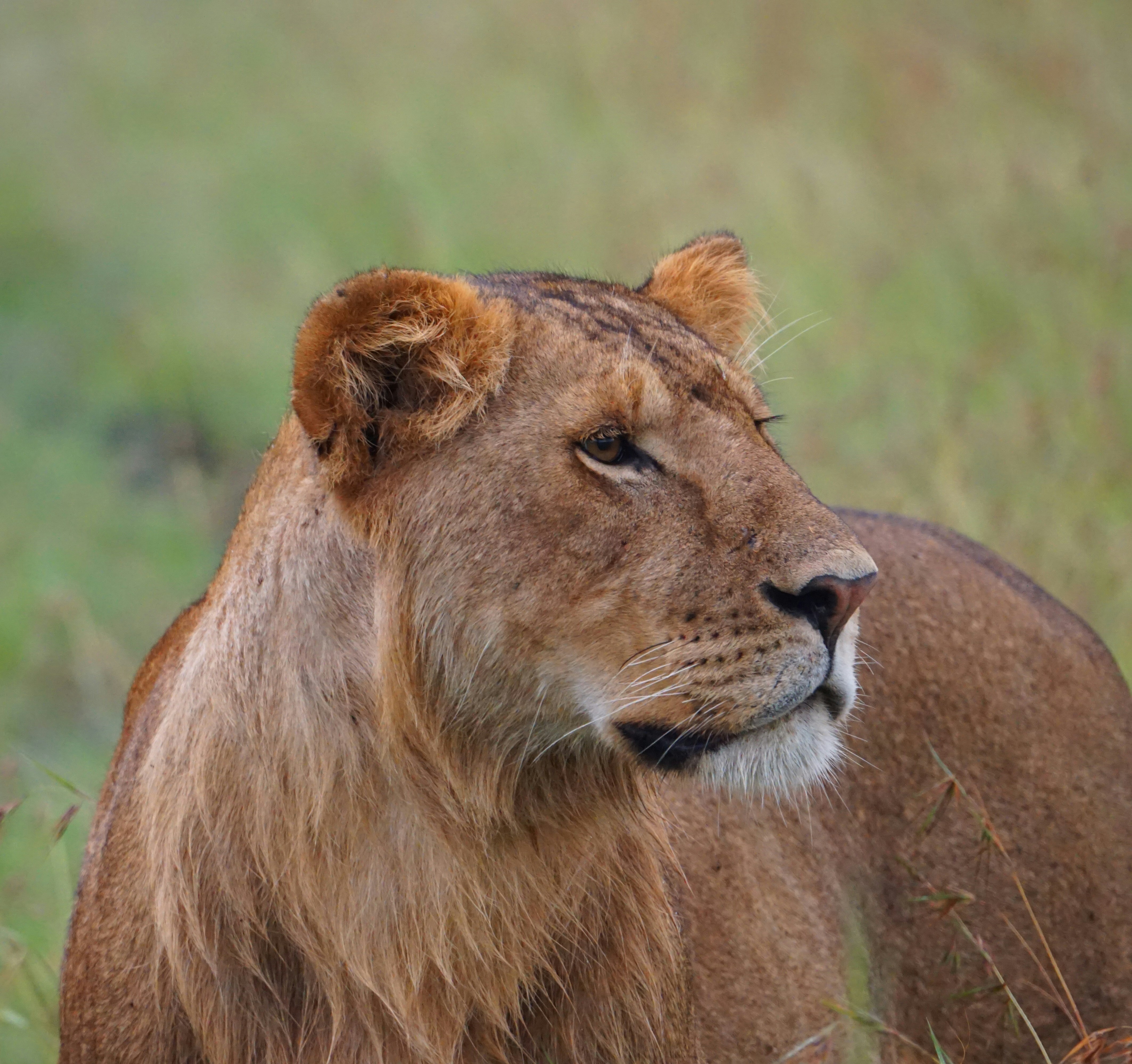 A close up of a lion in a field of grass photo – Free Animal Image on ...