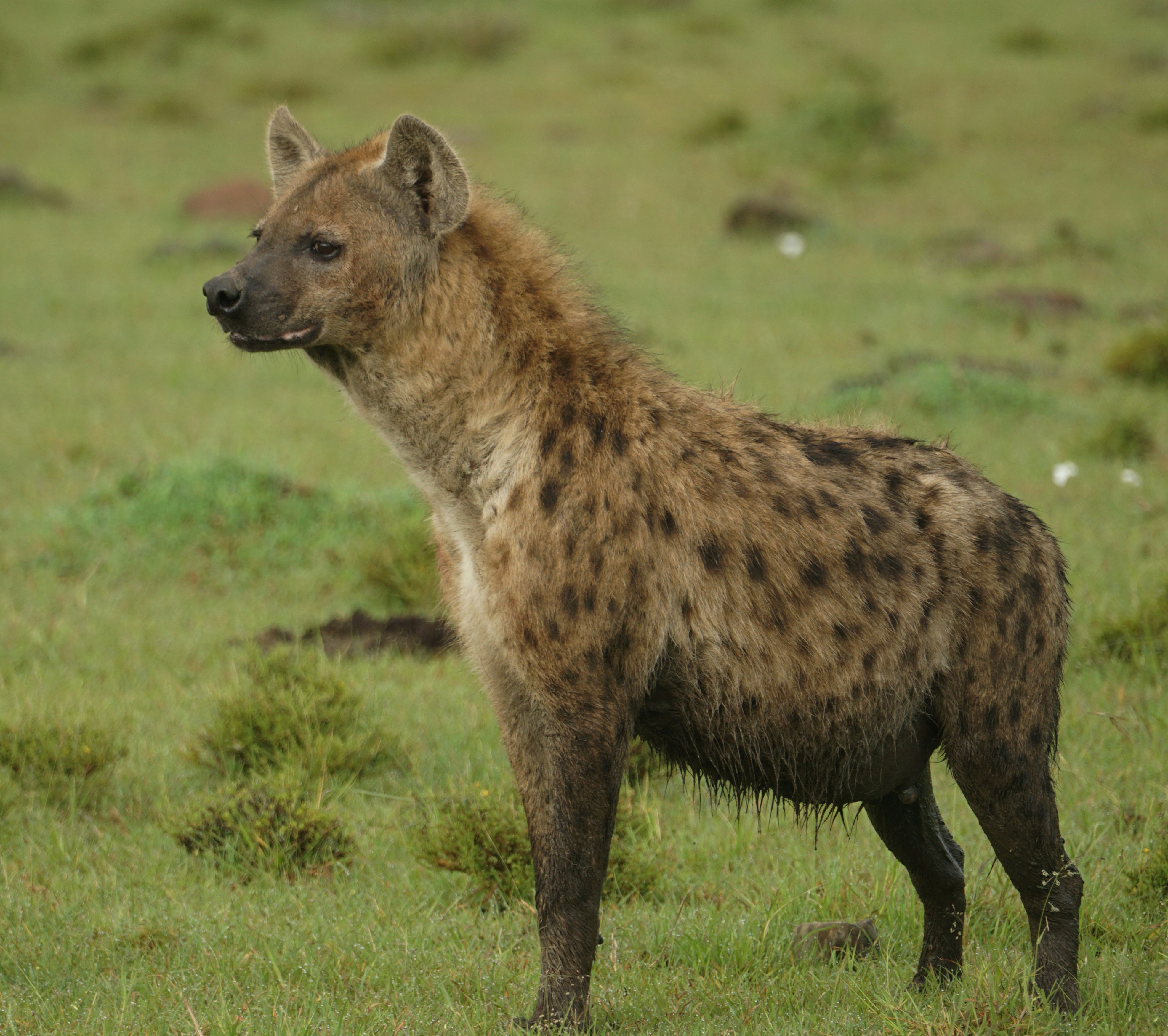 A spotted hyena standing in a grassy field photo – Free Animal Image on ...