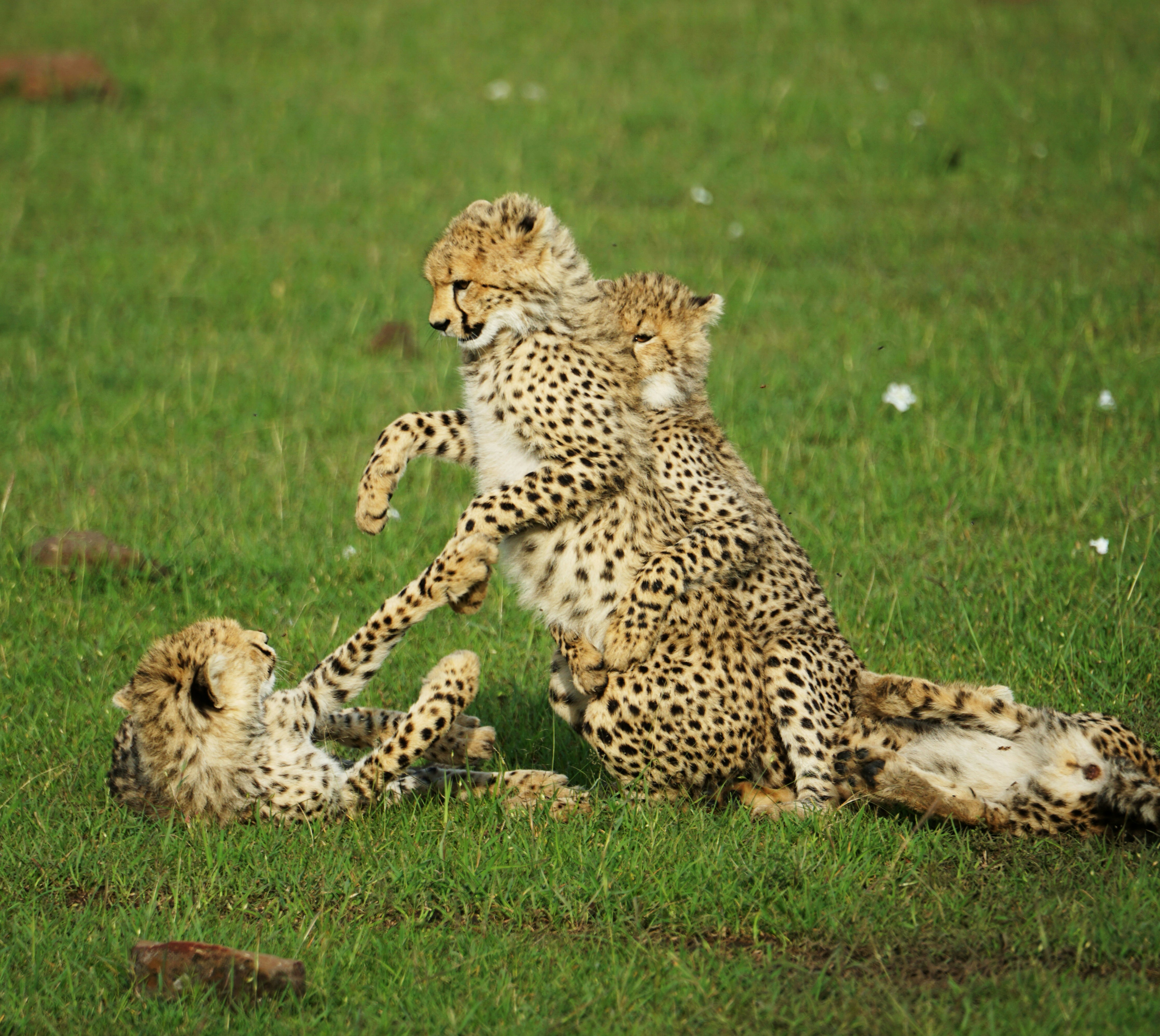 Two cheetah cubs playing with each other in the grass photo – Free ...