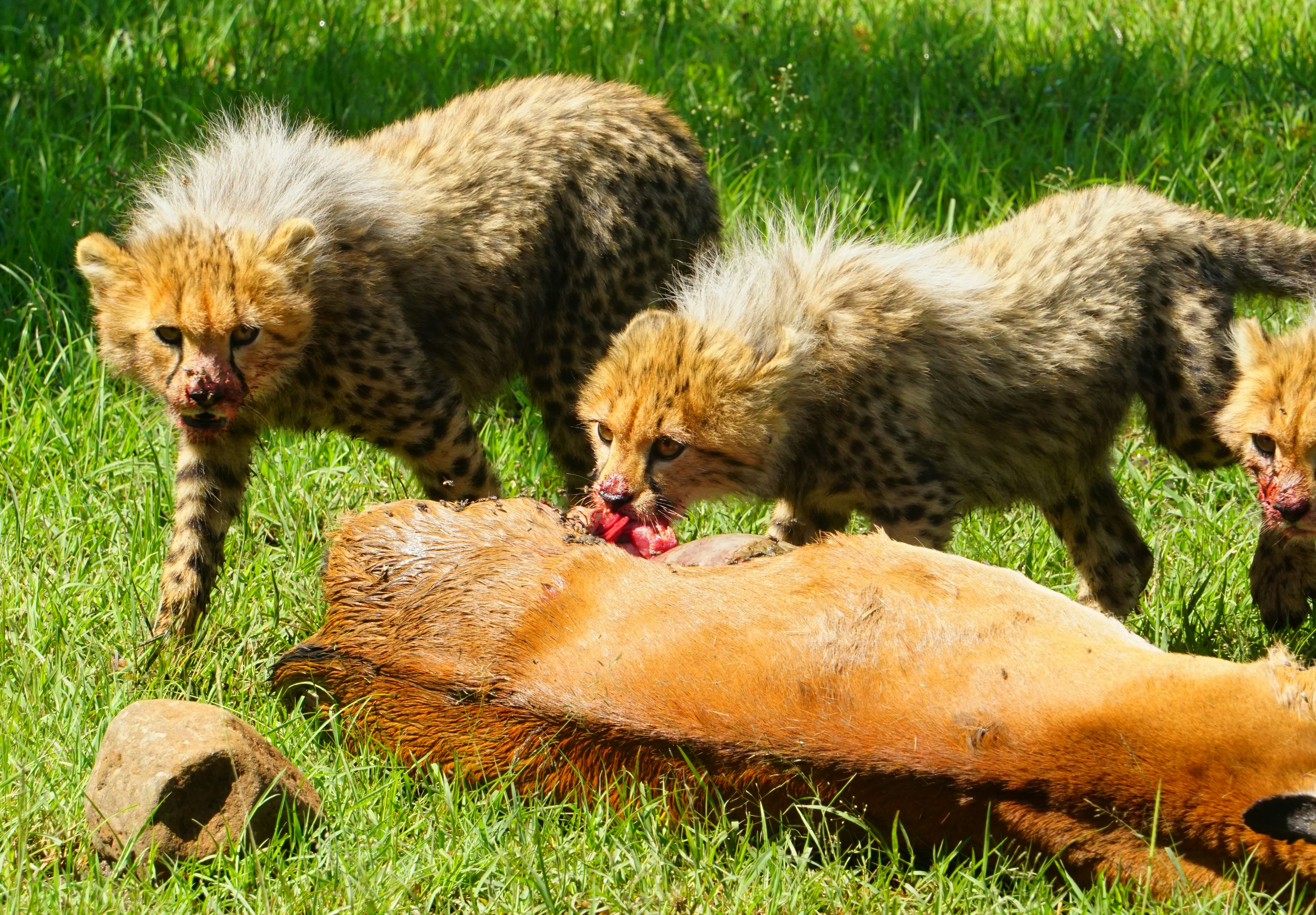 Three baby cheetah cubs playing with a dead animal photo – Free Animal ...
