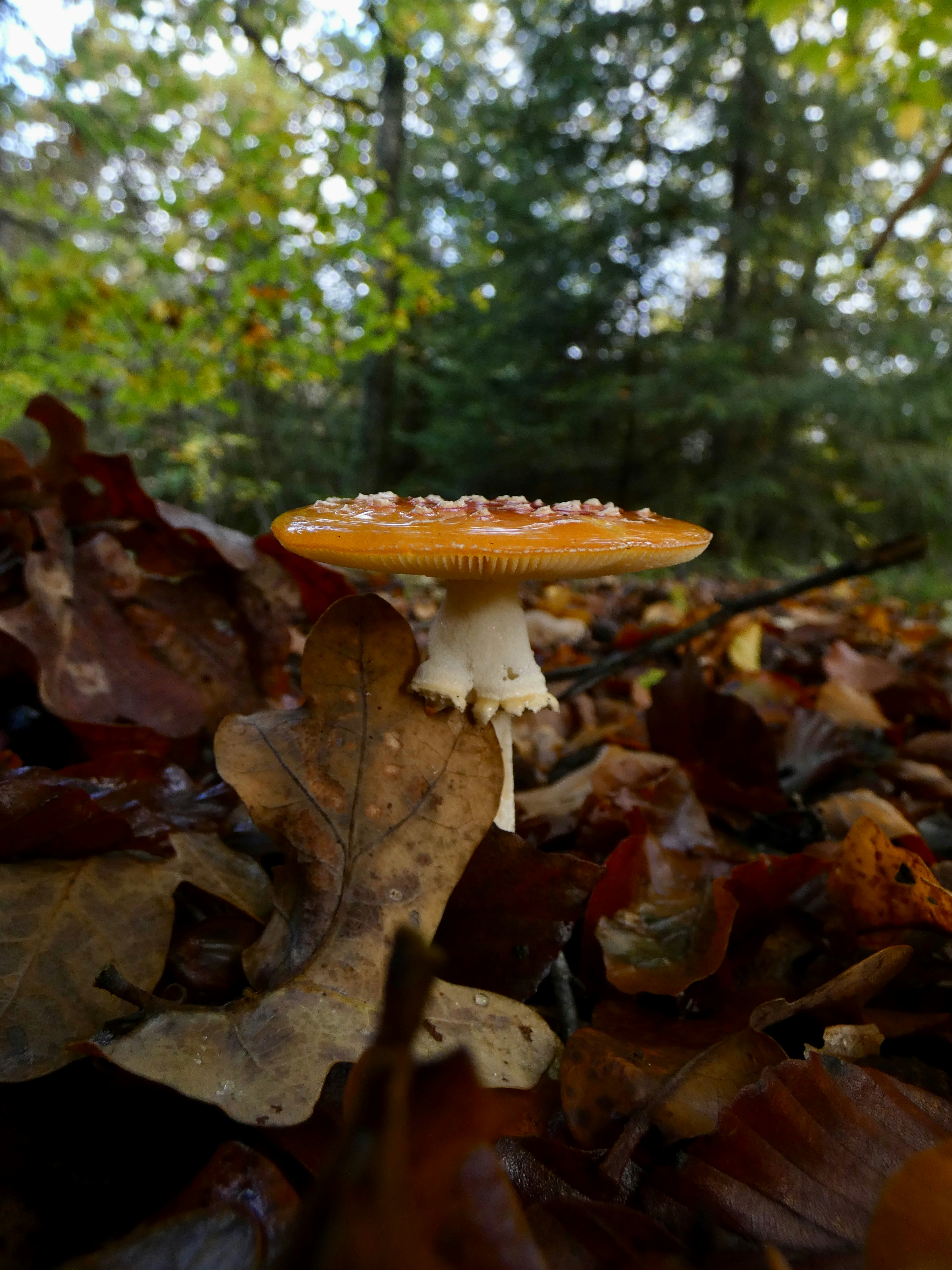 a close up of a mushroom on the ground