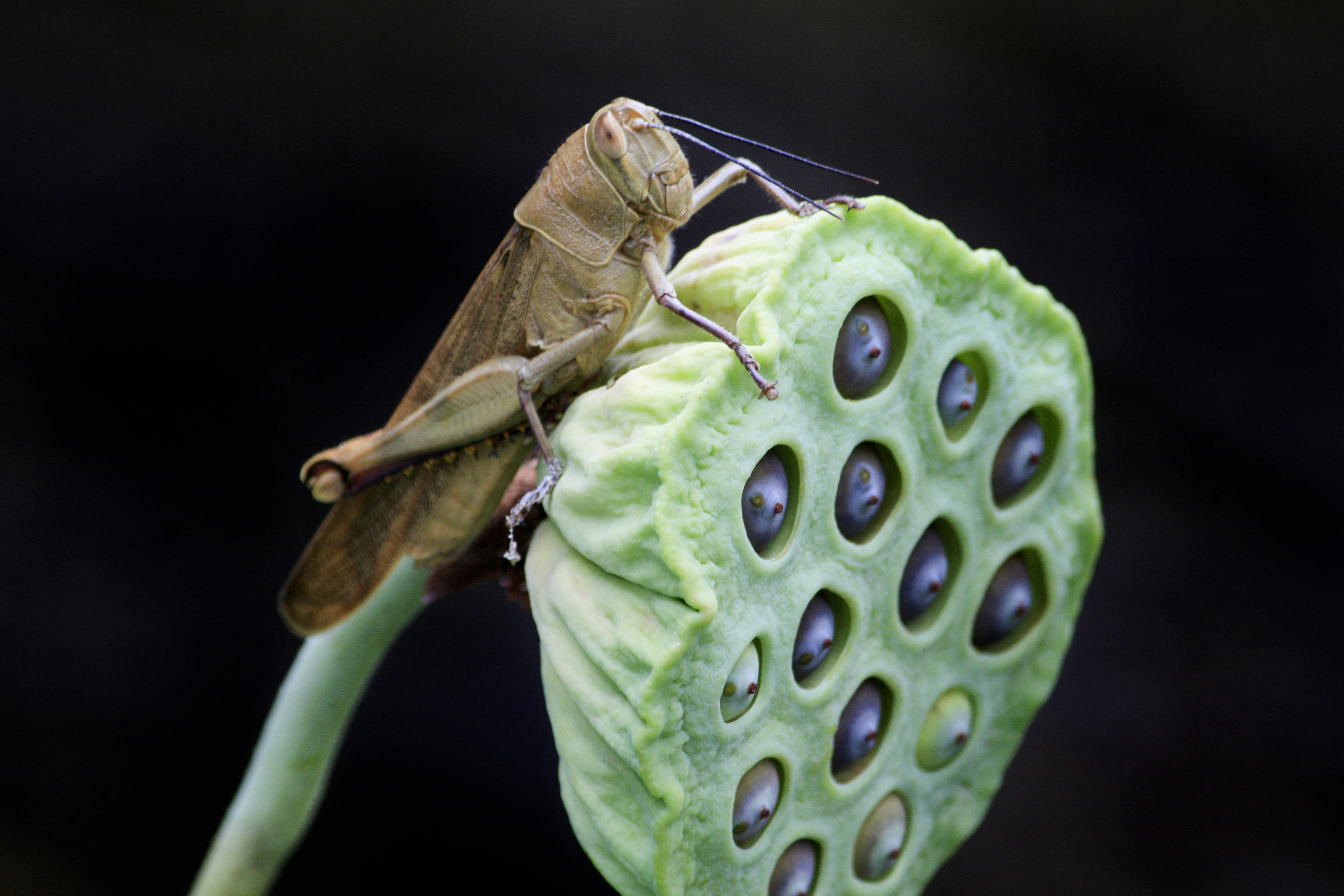 Nature's Harmony: The Grasshopper and Lotus Pod