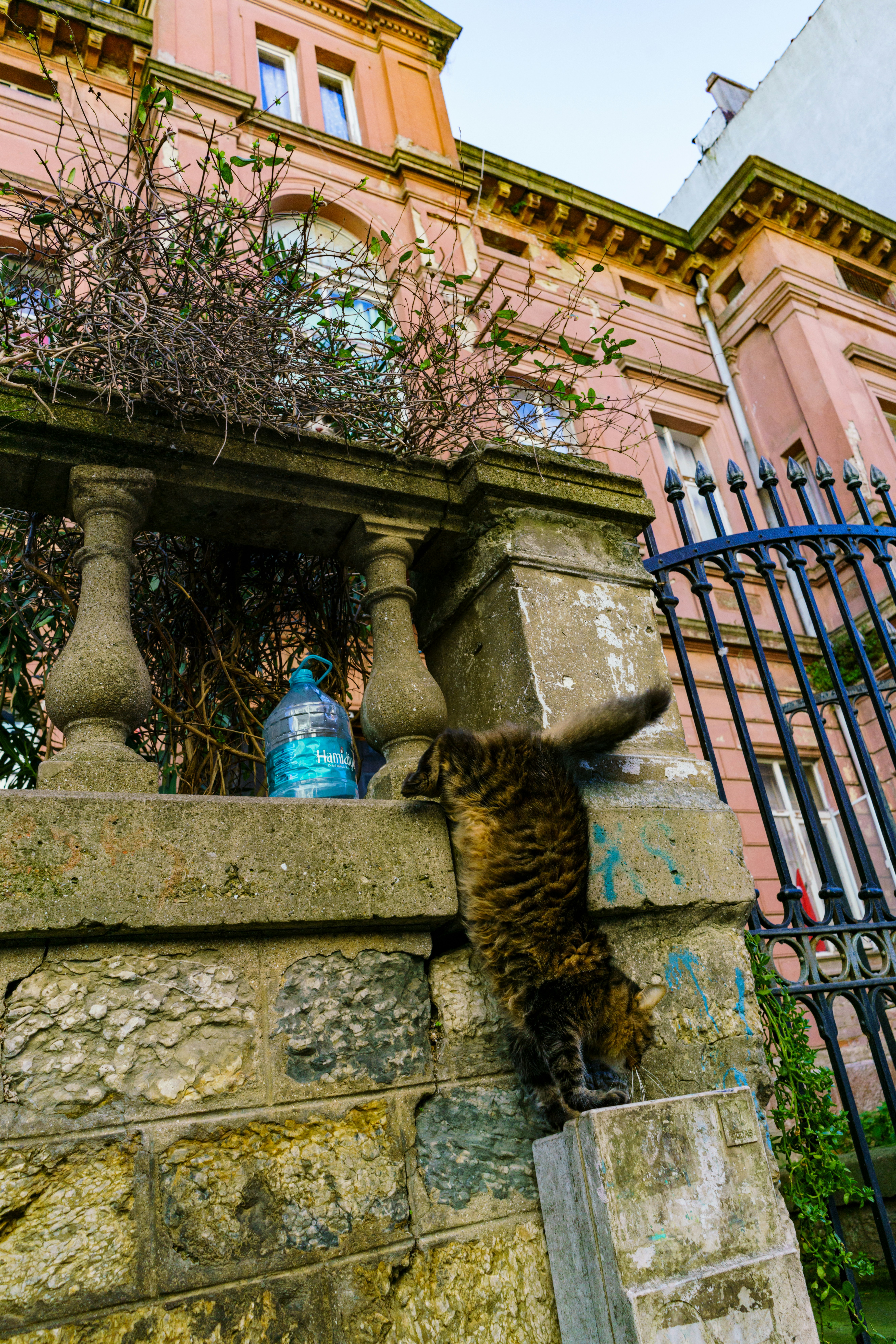 Mossy Ascent: A Curious Cat Clambers Up a Stone Terrace Toward a Pink Villa