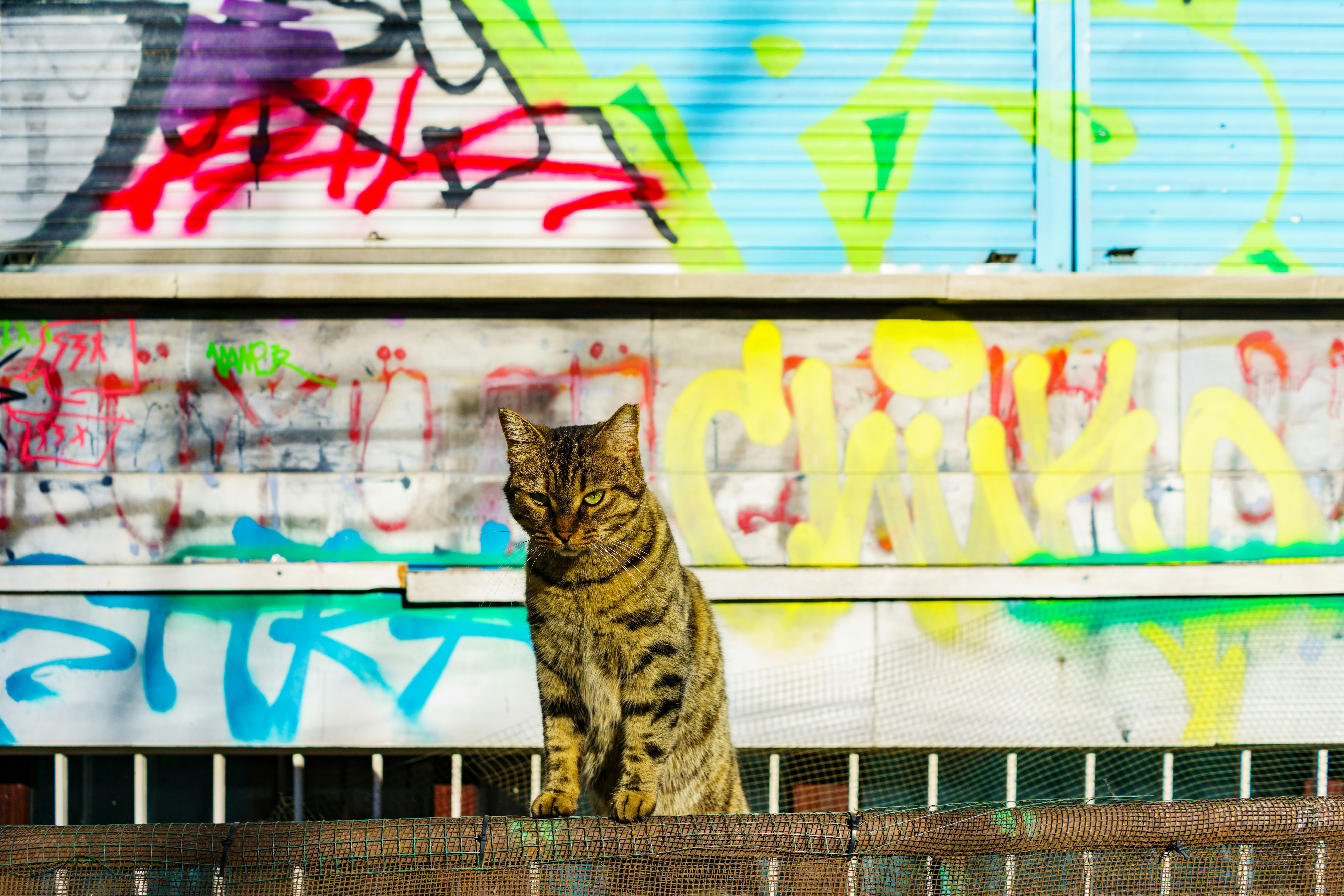 Photo by Kirill Veprikov with Sony Alpha 7R II