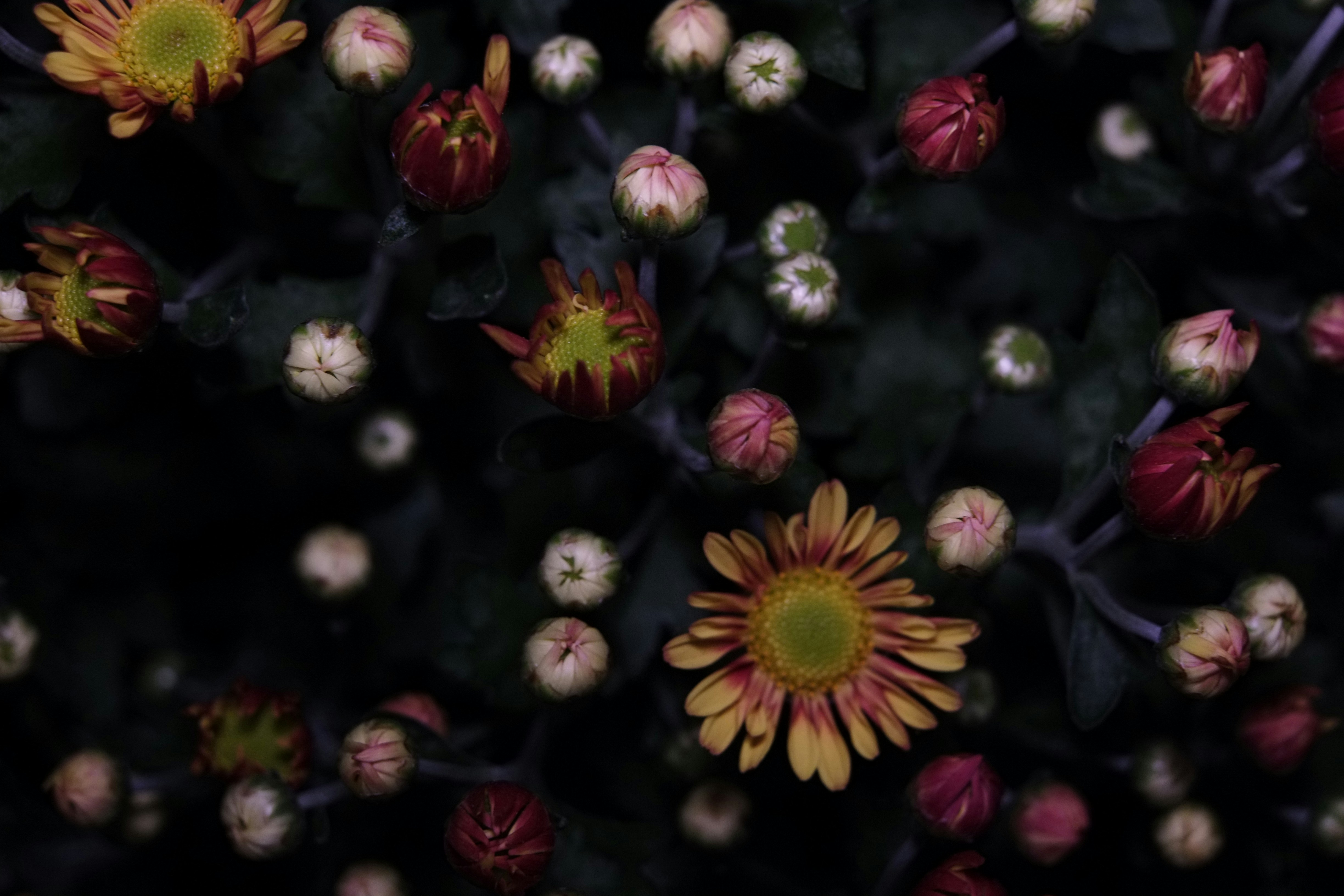 Sunlit Center Bloom Among Night-Petal Mosaic